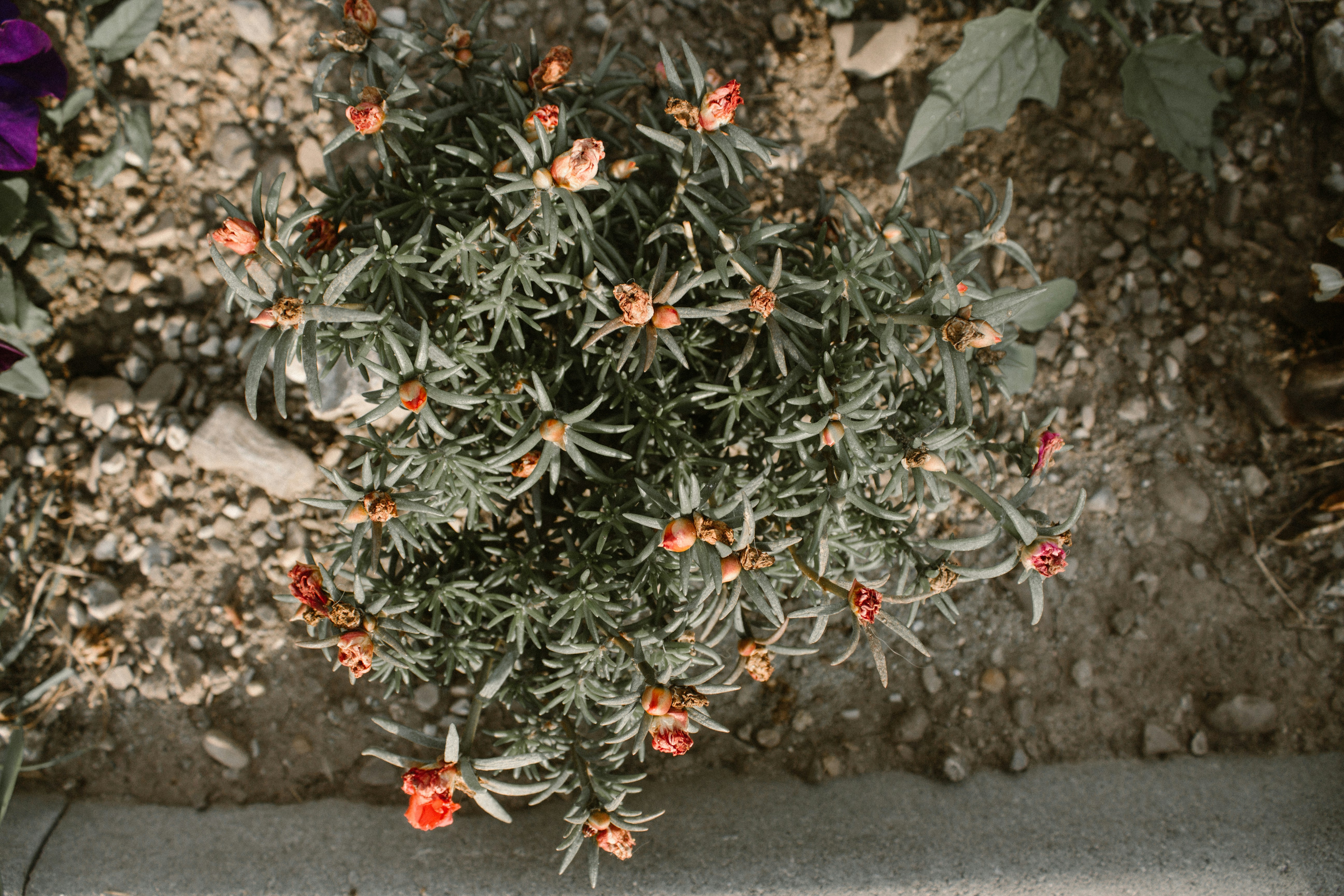 red flowers with green leaves
