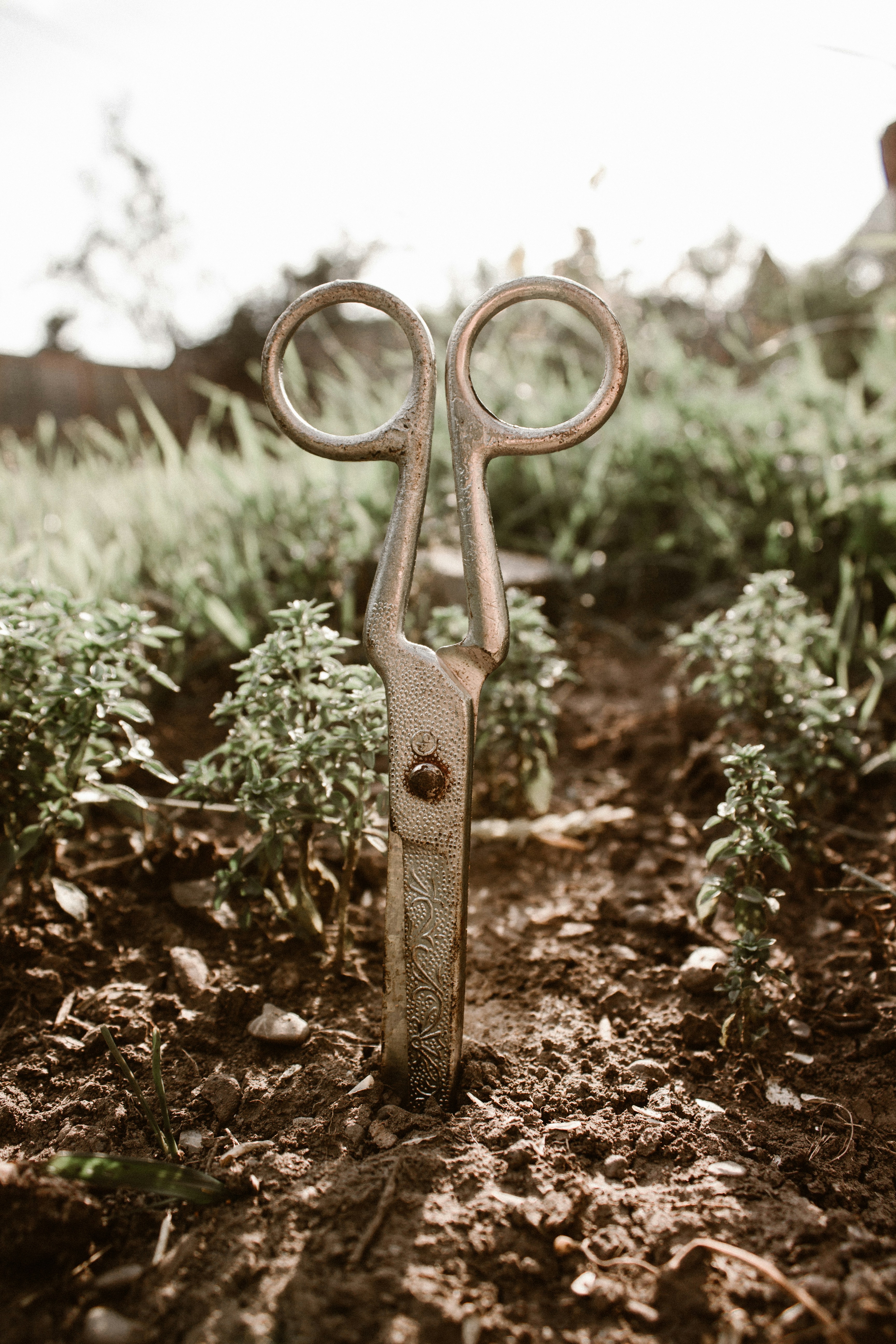 Rusted Garden Scissors Stand Guard Over Sprouting Bed