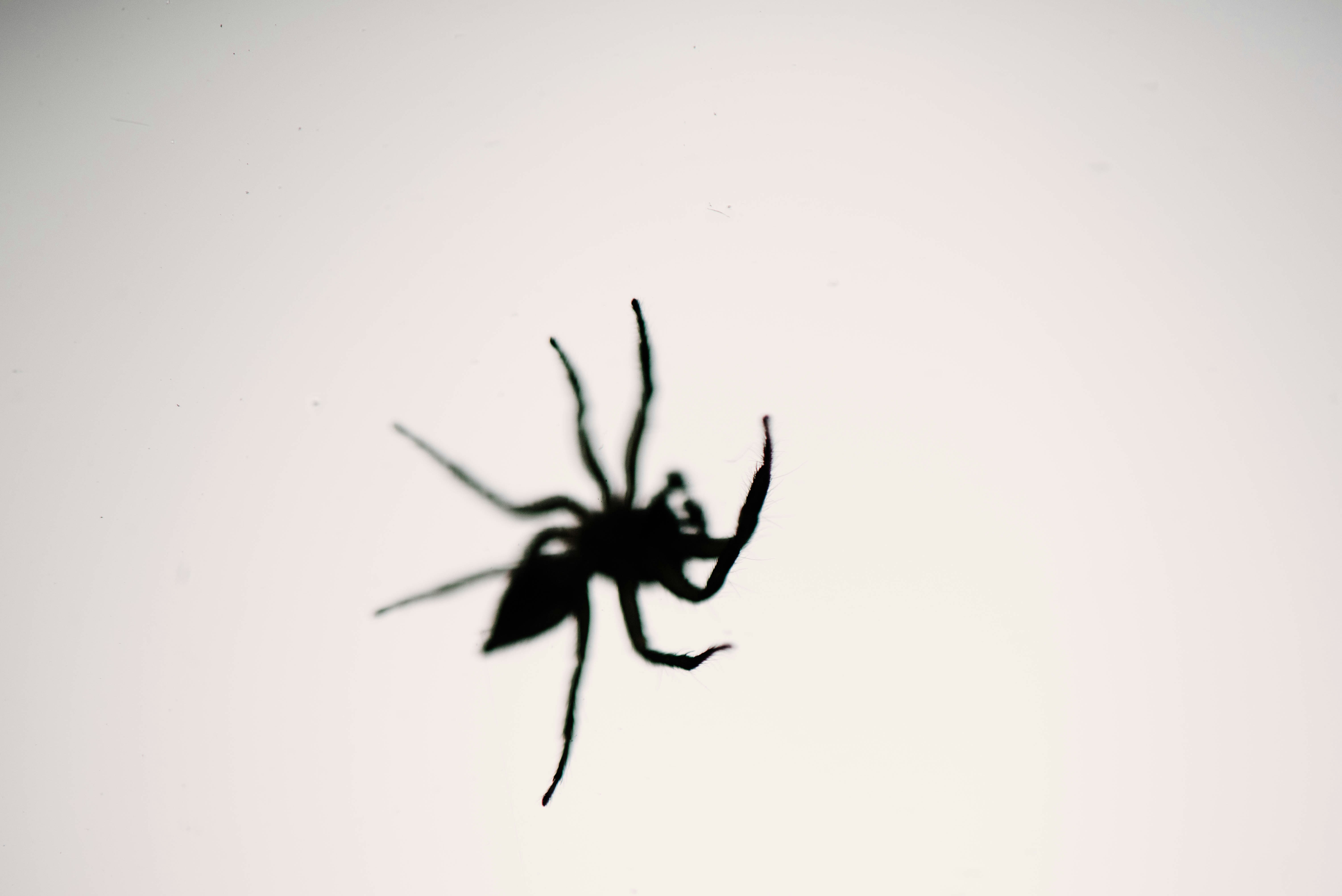 Silhouette on a White Stage: A Spider in Quiet Focus