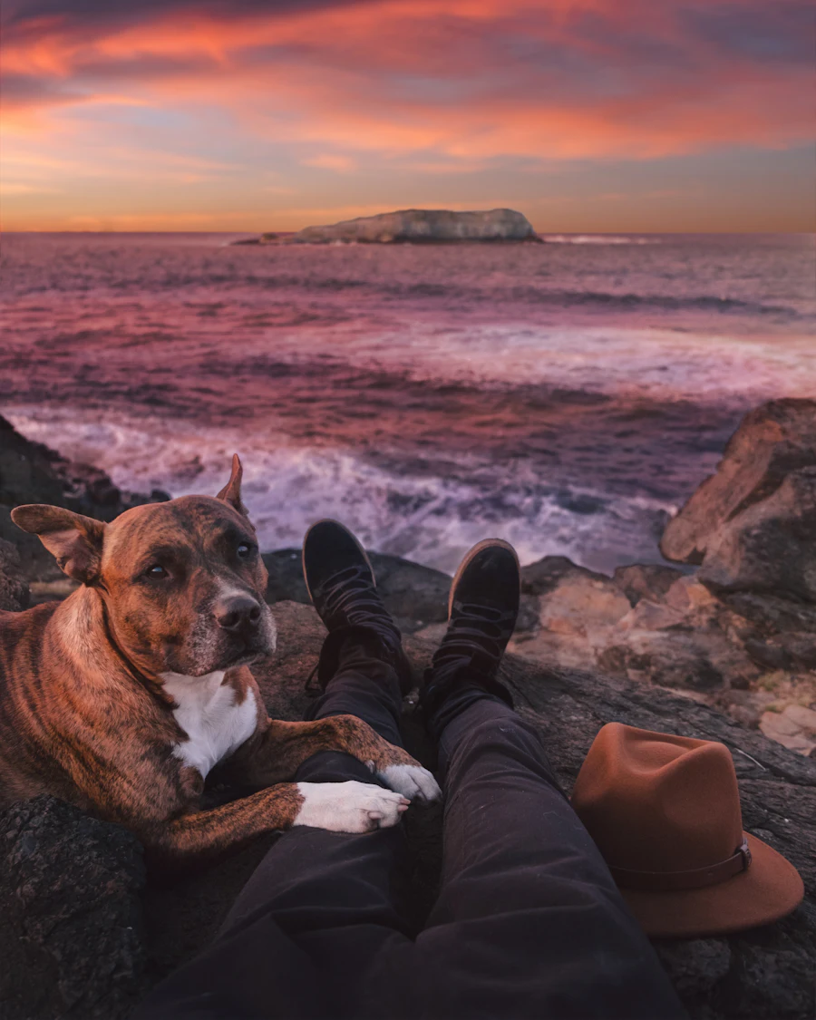 A brindle dog rests beside a seated person on rocky shore as waves roll in under a pink-orange sunset sky. A hat lies near the person's feet in the foreground.