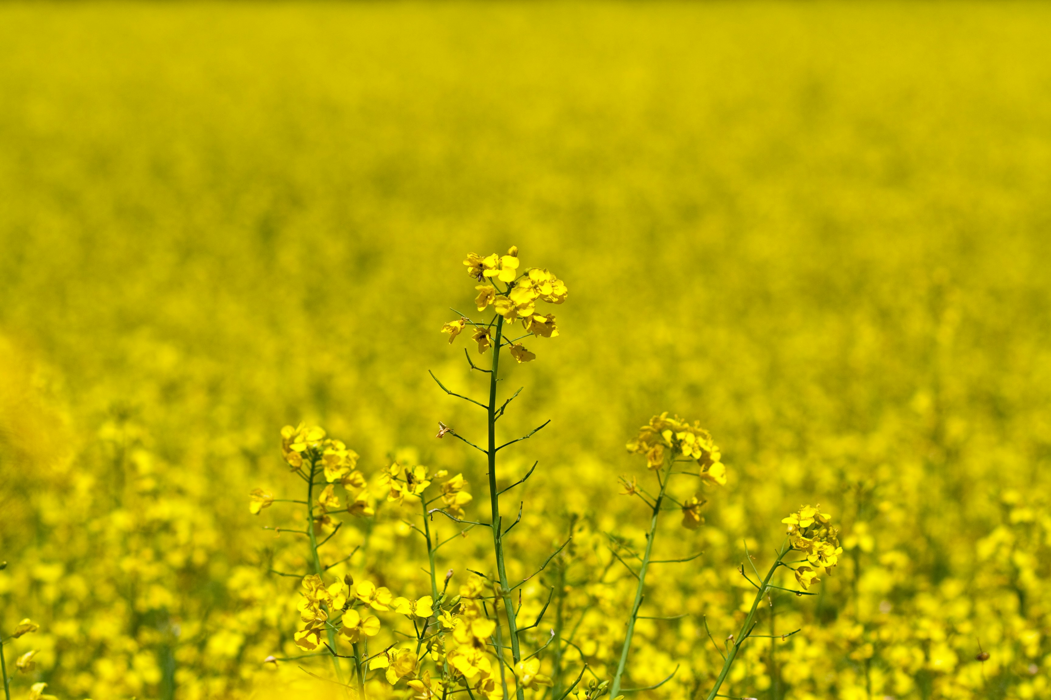 A single flower stands tall among a vast field of vibrant yellow blooms, showcasing the beauty of nature's resilience.