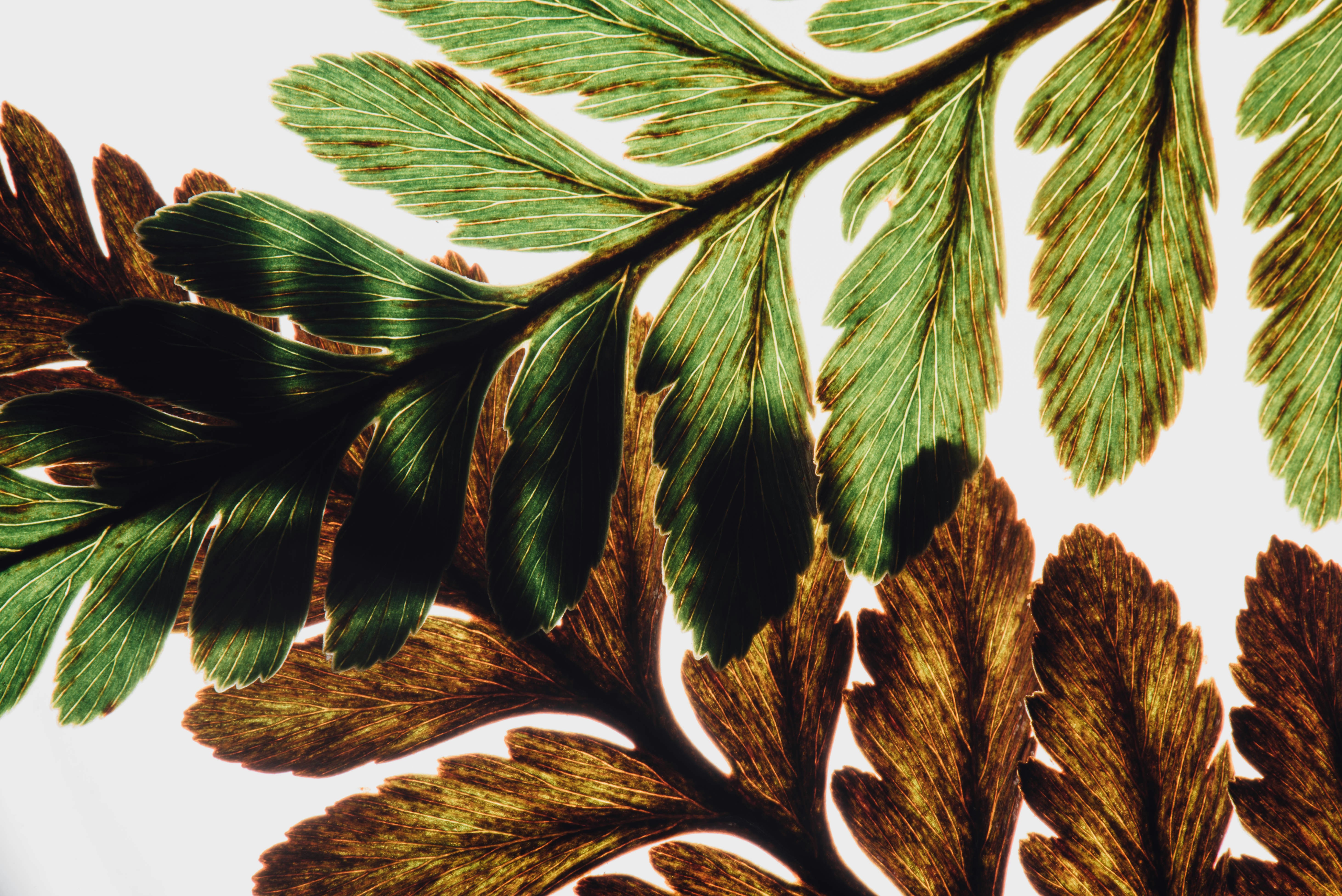 Frond Confluence: An Emerald-Bronze Macro Portrait