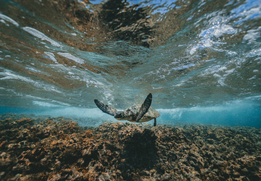 Sea turtle swimming just above a rocky coral reef beneath rippling turquoise water. Sunlight patterns shimmer across the surface overhead.