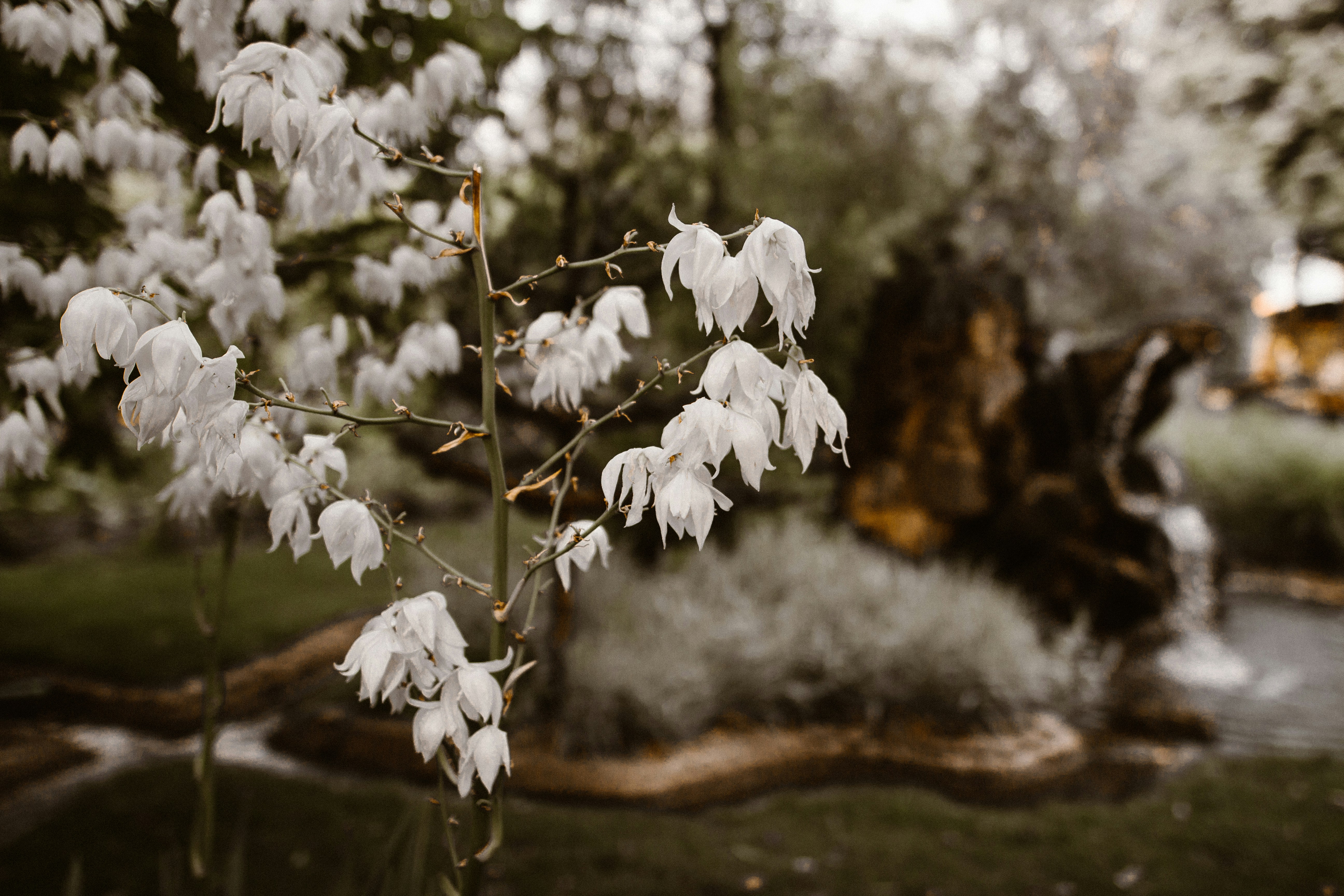 White-blooming branch in a tranquil garden vignette