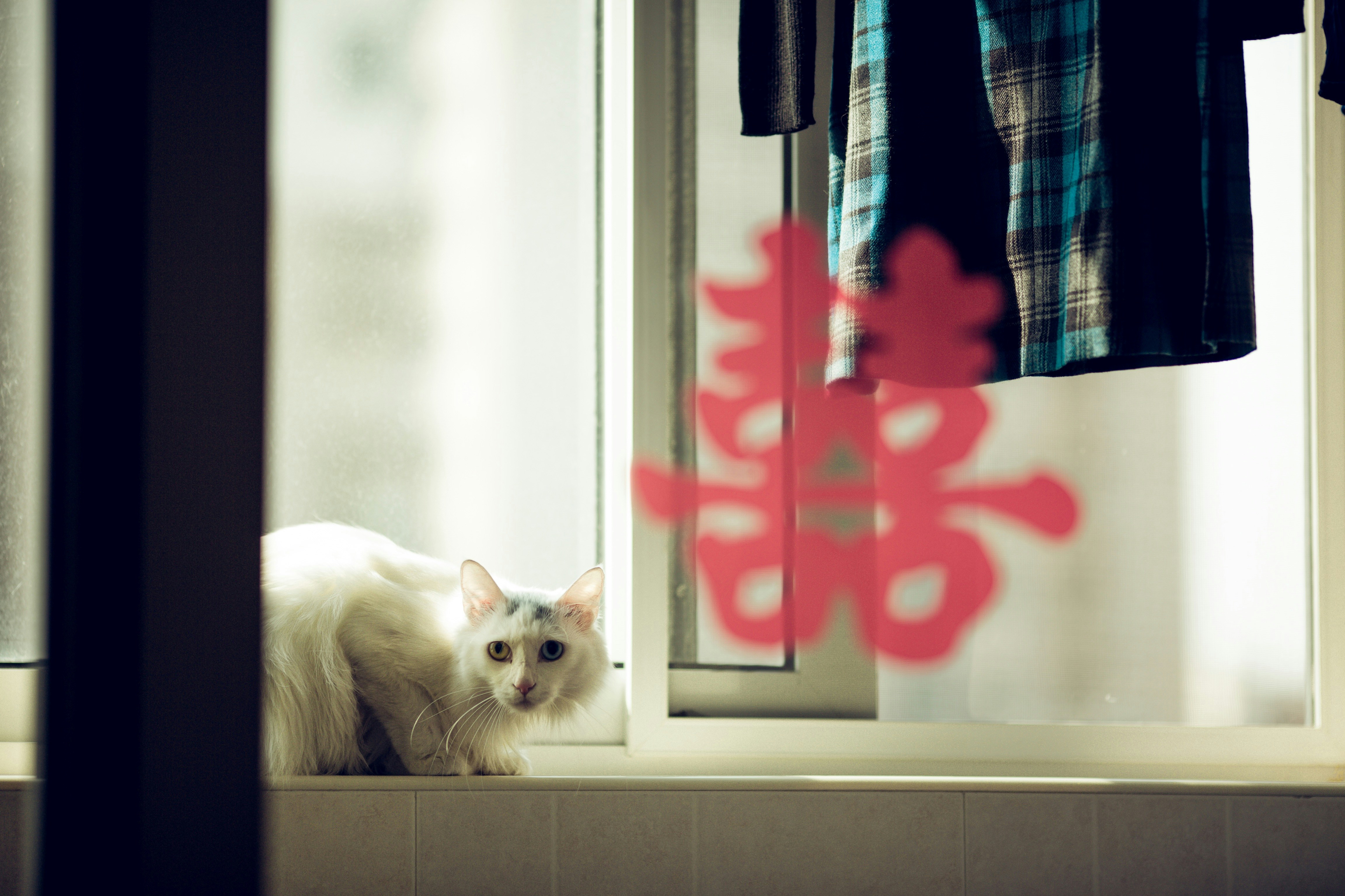 Quiet Window Watcher: a Creamy Cat at Dawn