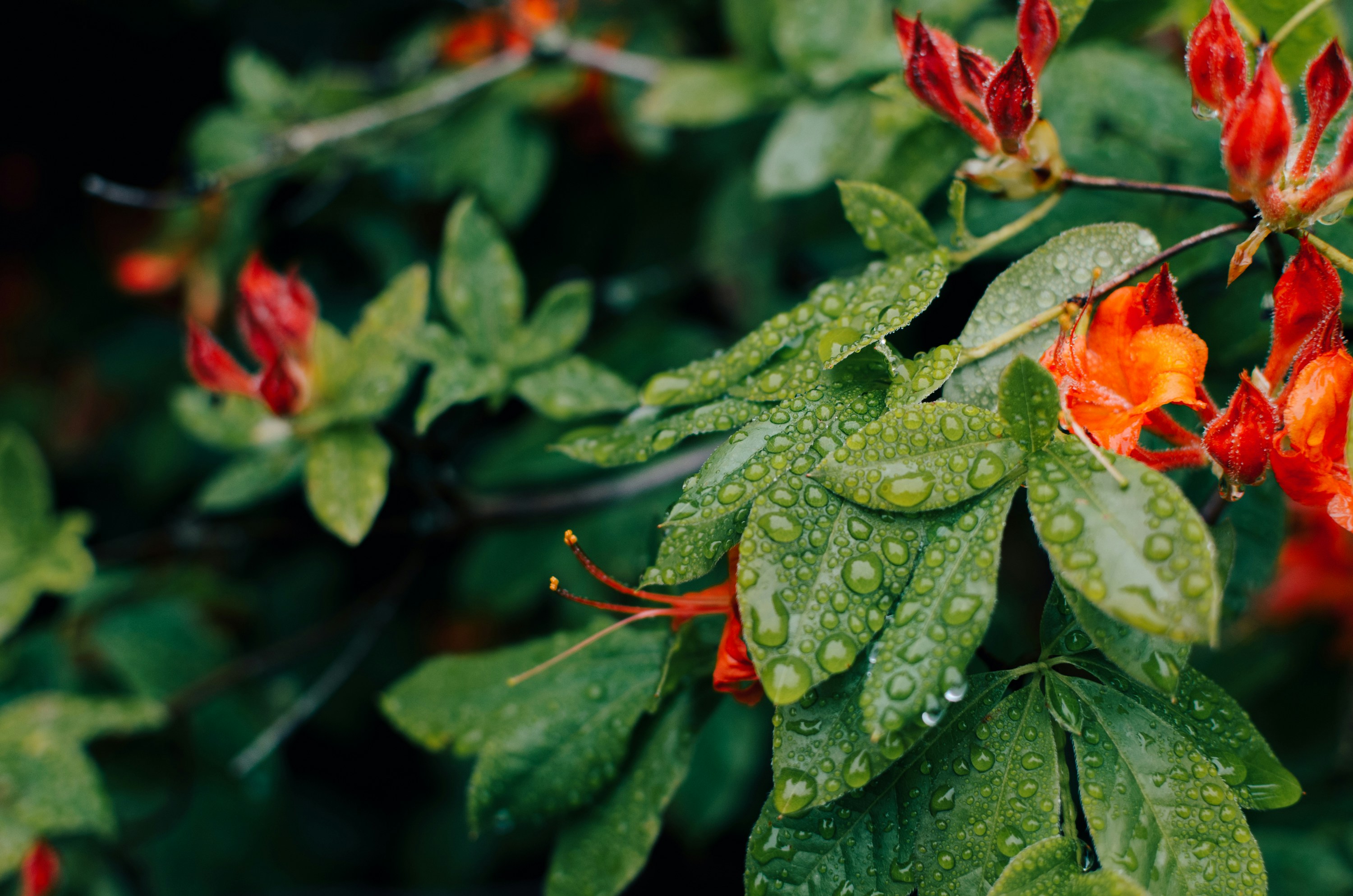 Dew-Kissed Leaves with Ember Blooms: a Micro-Nature Portrait
