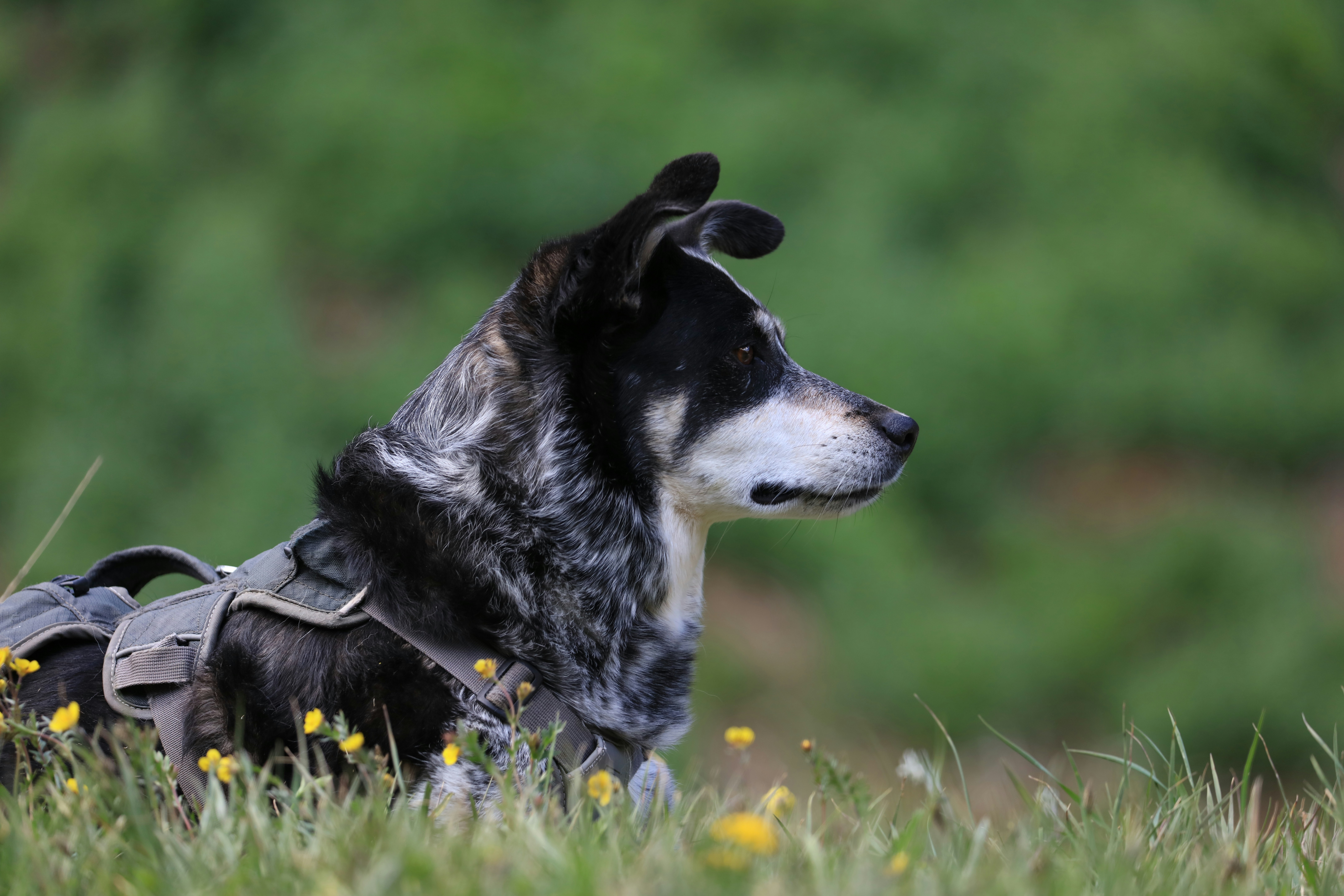 Silent Watcher in the Field: A Dog on the Lookout