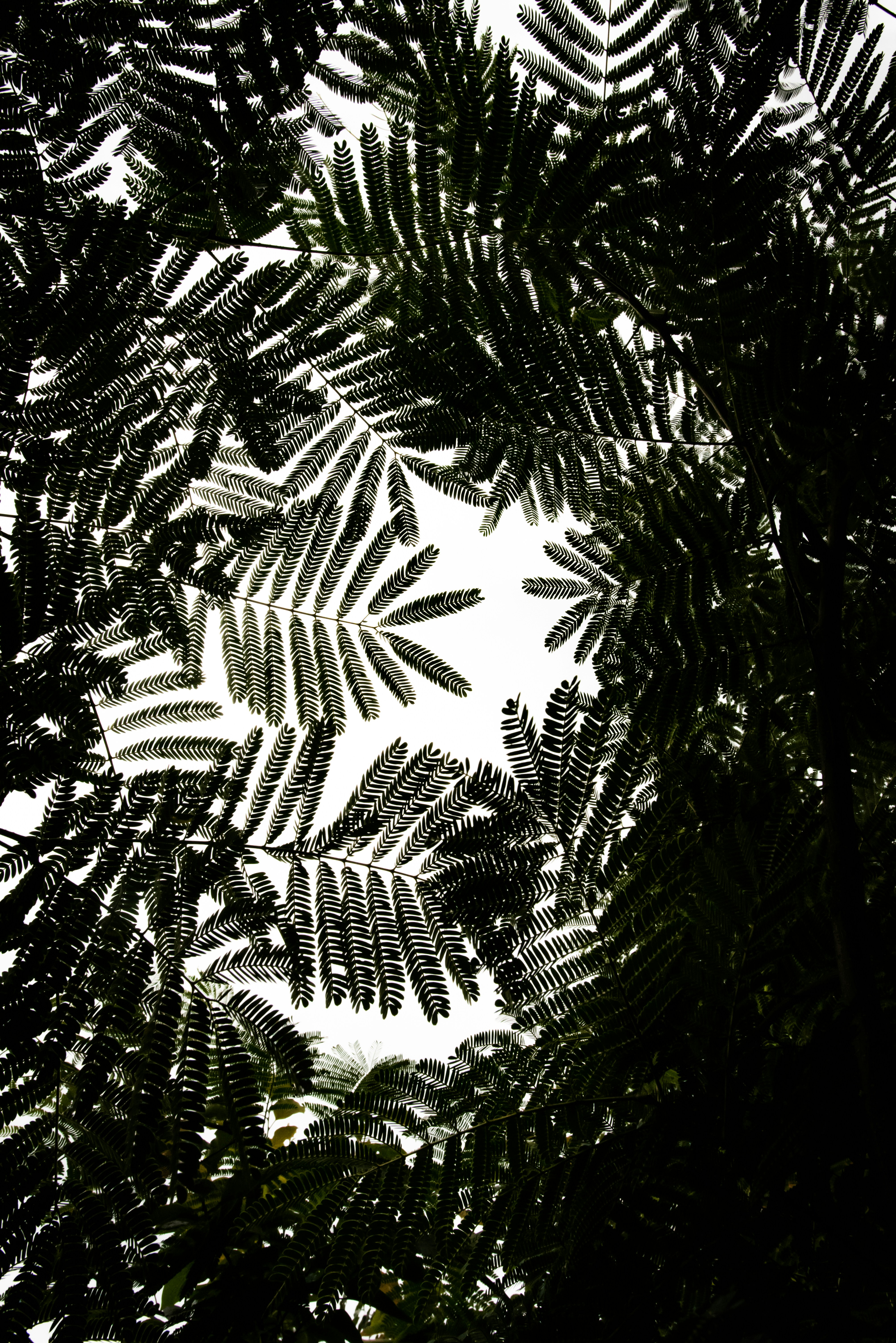 Silhouetted ferns create a natural frame against a bright background, showcasing intricate leaf patterns and textures.
