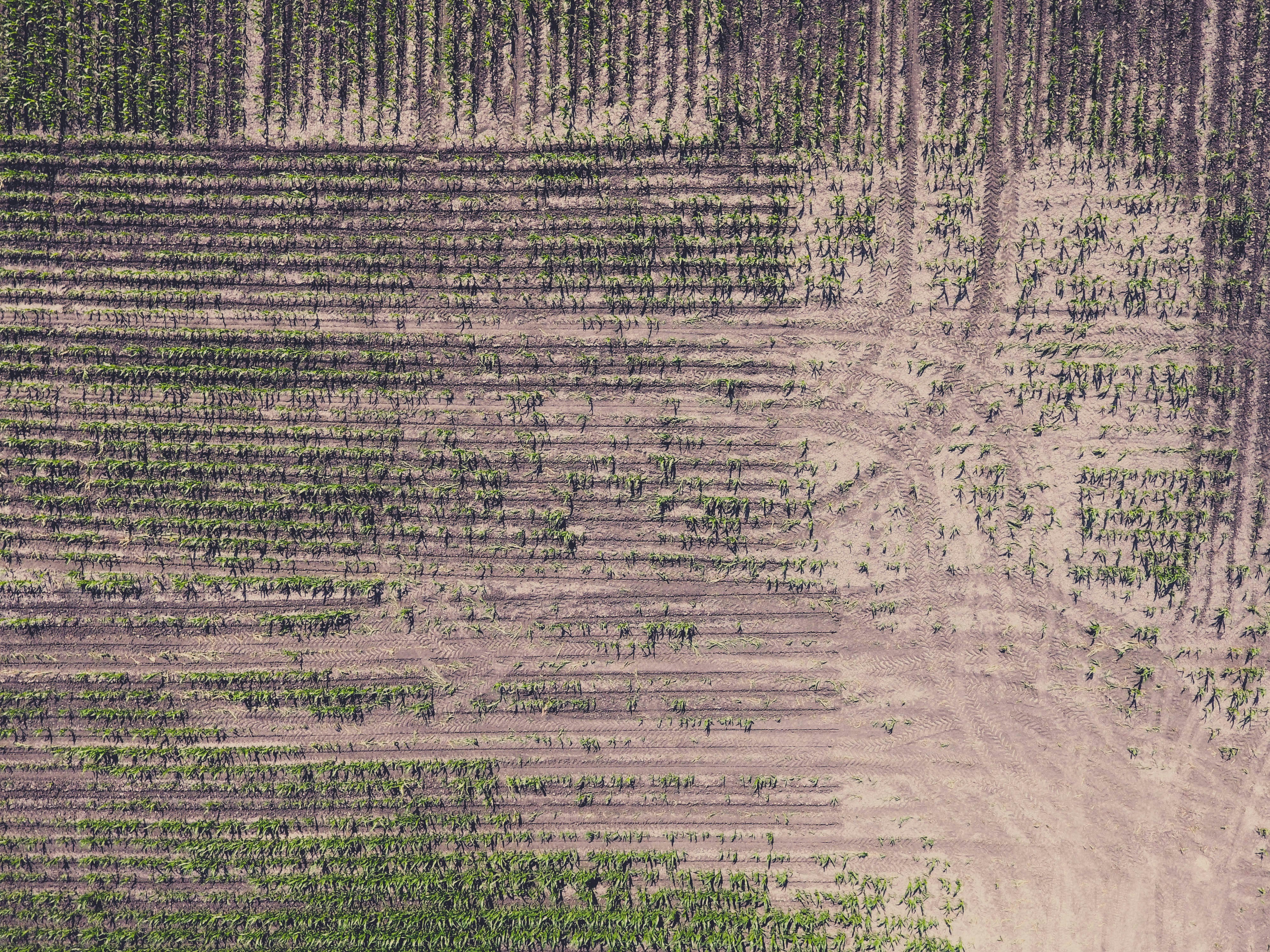 Plantation from above