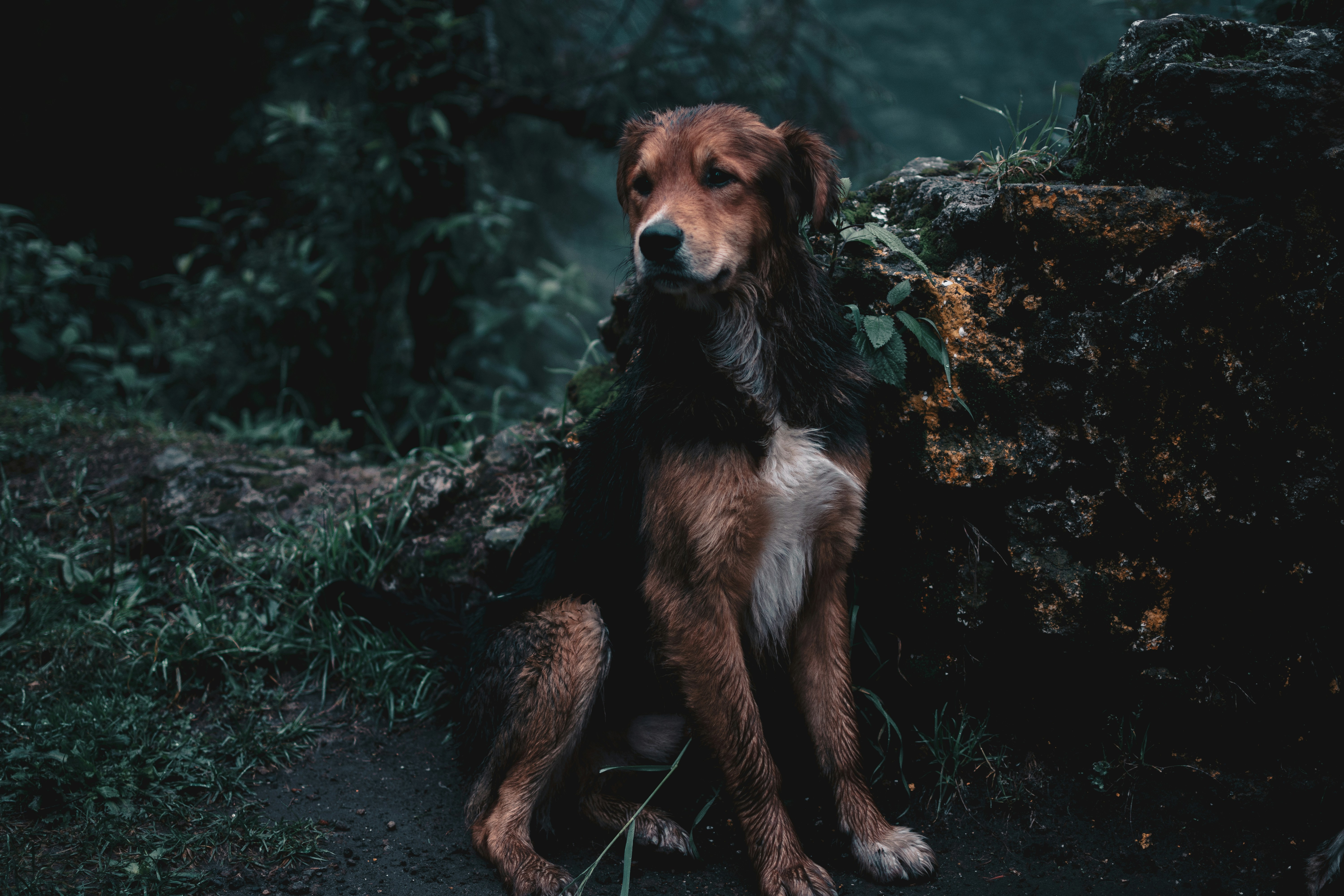 A golden retriever mix sitting pensively beside a moss-covered rock in a foggy forest setting.