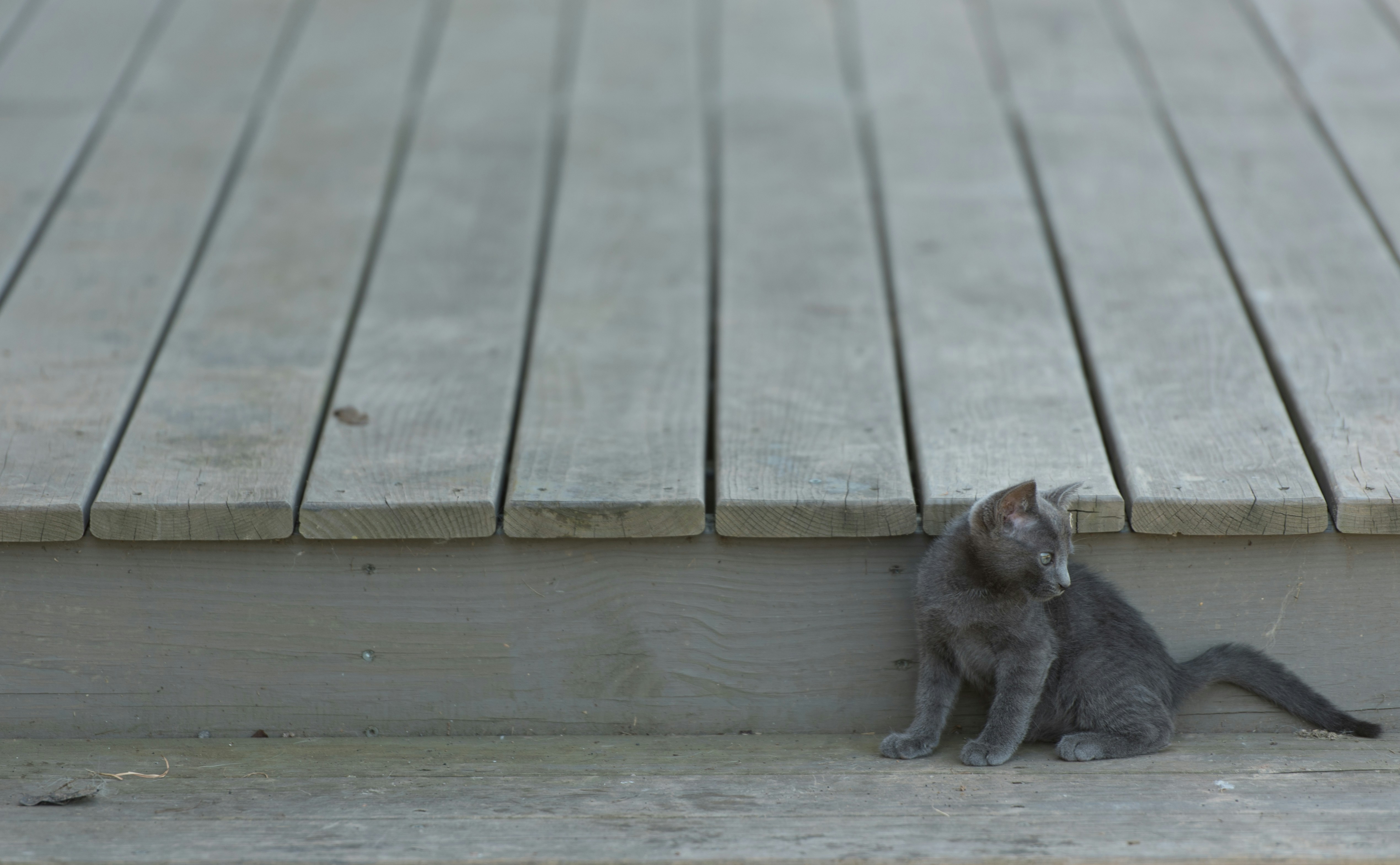 Kitten at the Edge: a Quiet Moment on Weathered Steps