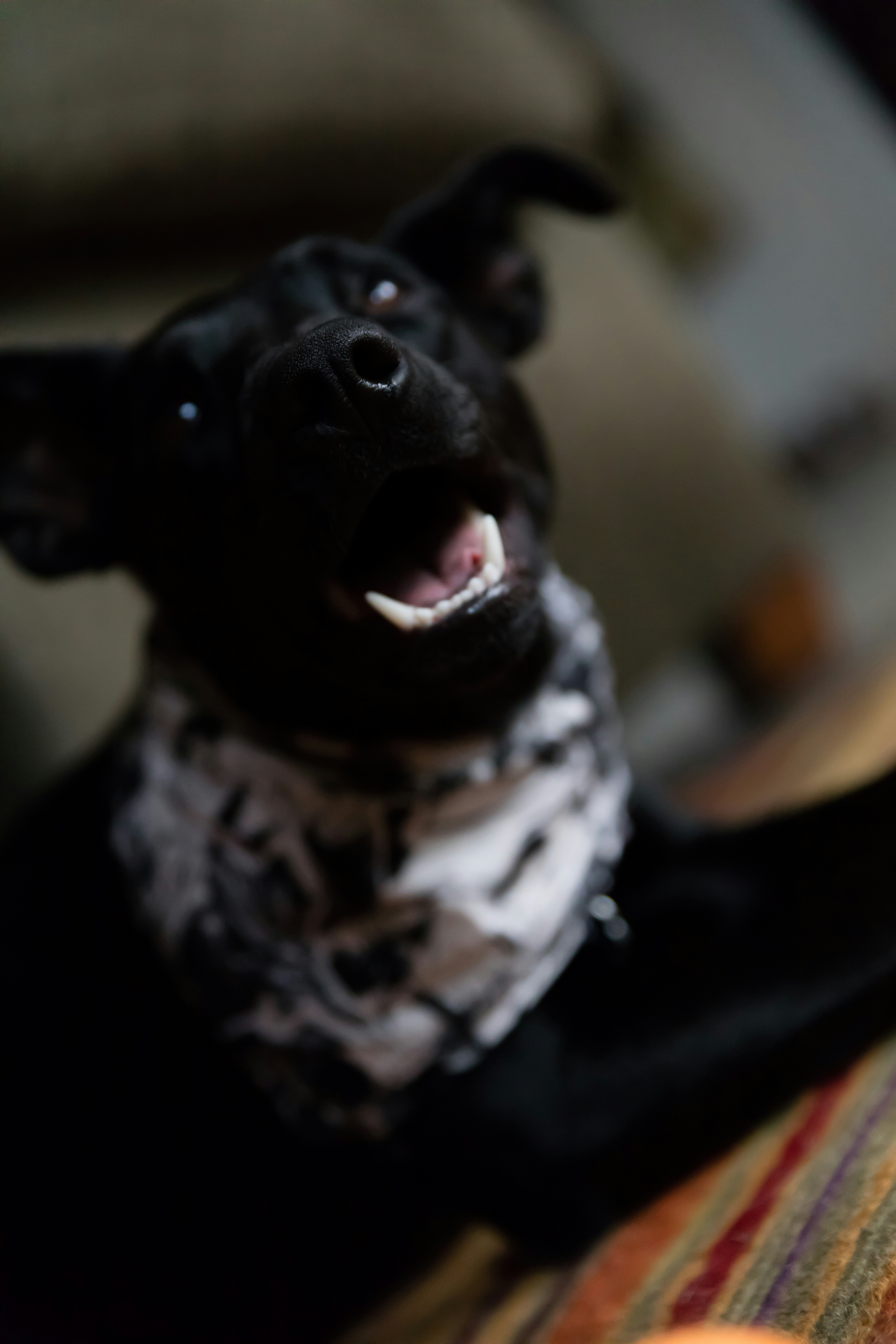 Grinning Black Dog in a Whimsical Blurred Moment