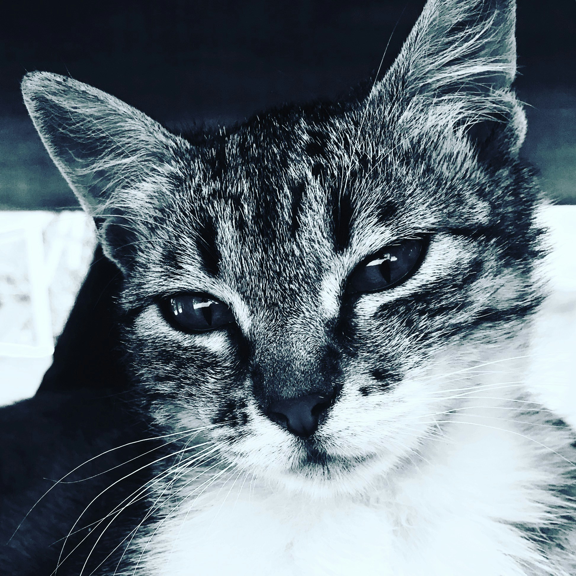 Grey-scale photo of cat photo – Free Cat Image on Unsplash