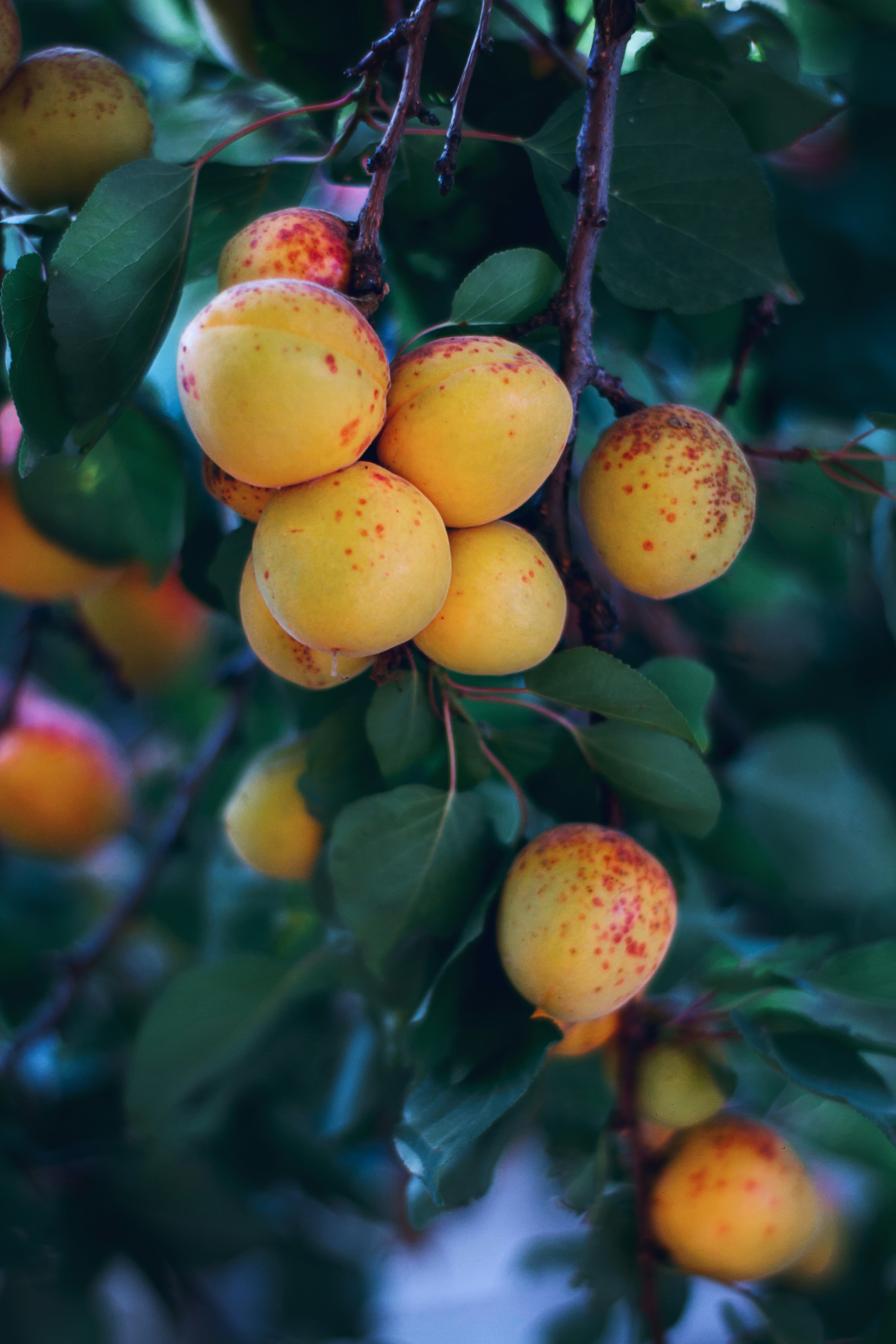 PLANT PHOTOGRAPHY | 43 best free plant, flower, flora and blossom ...