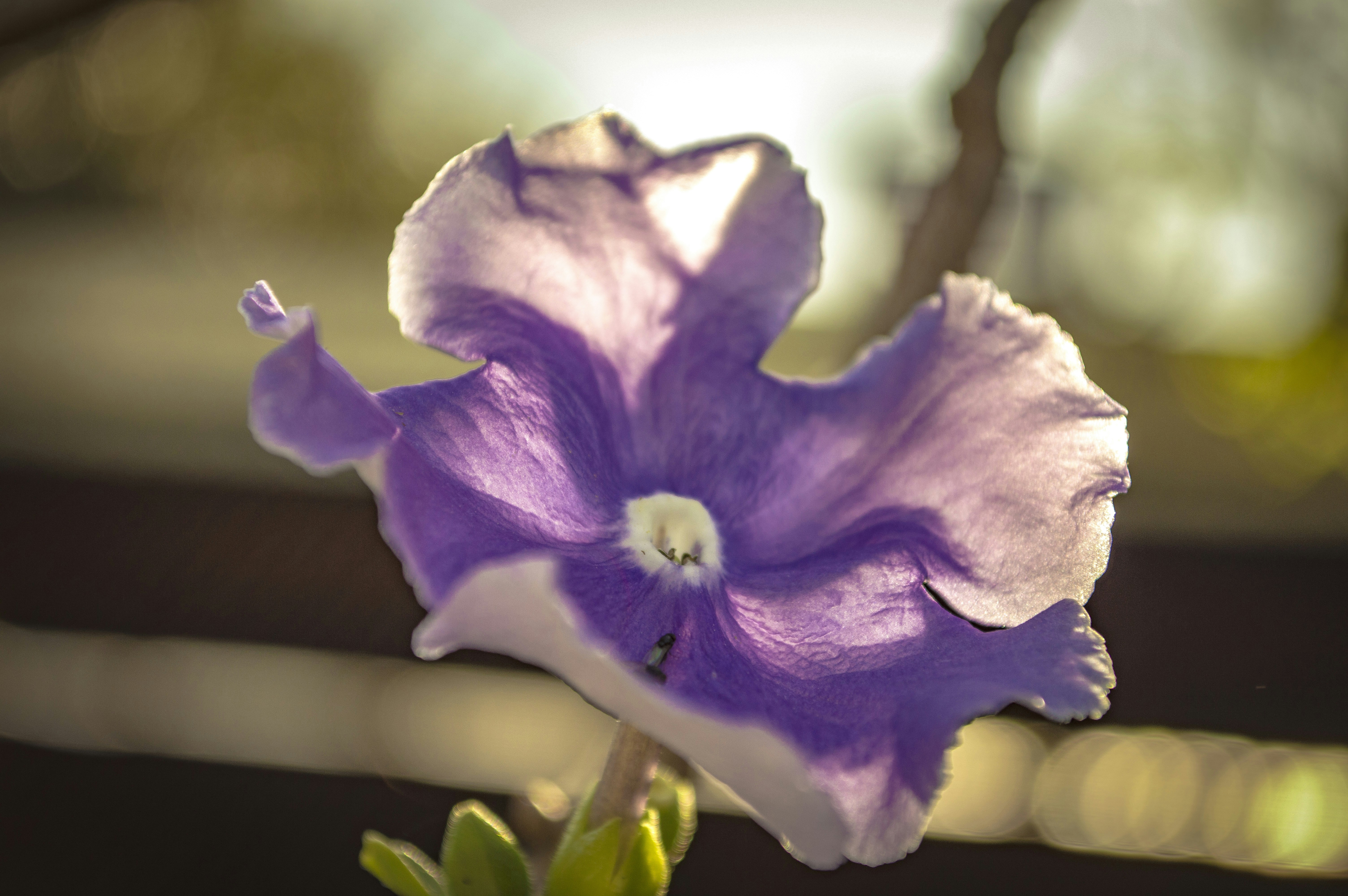 Petunia in Soft Focus: Violet Bloom Framed by Warm Bokeh