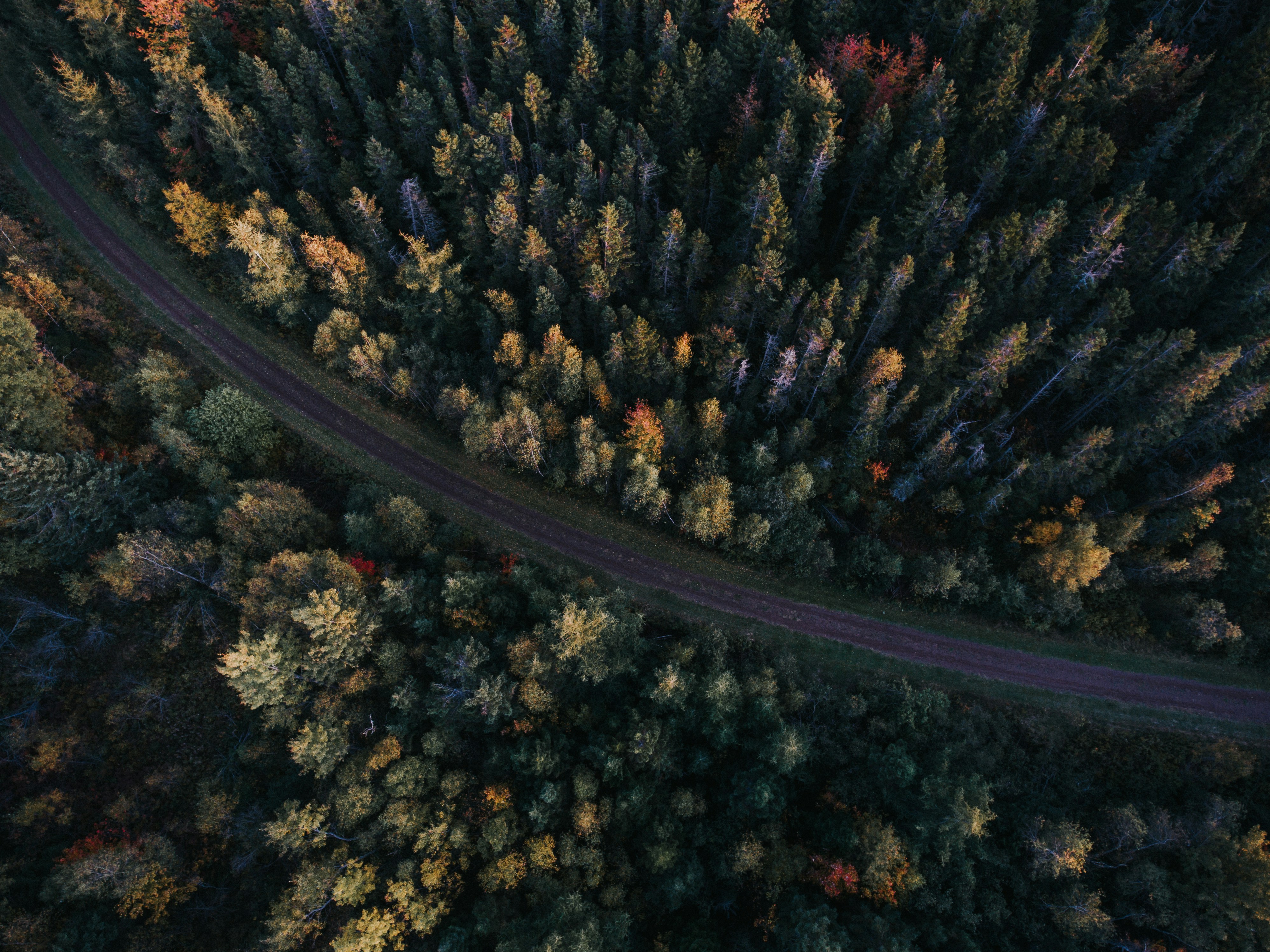 Aerial view of a winding dirt road surrounded by a vibrant tapestry of autumn foliage, showcasing a rich palette of greens, yellows, and reds.