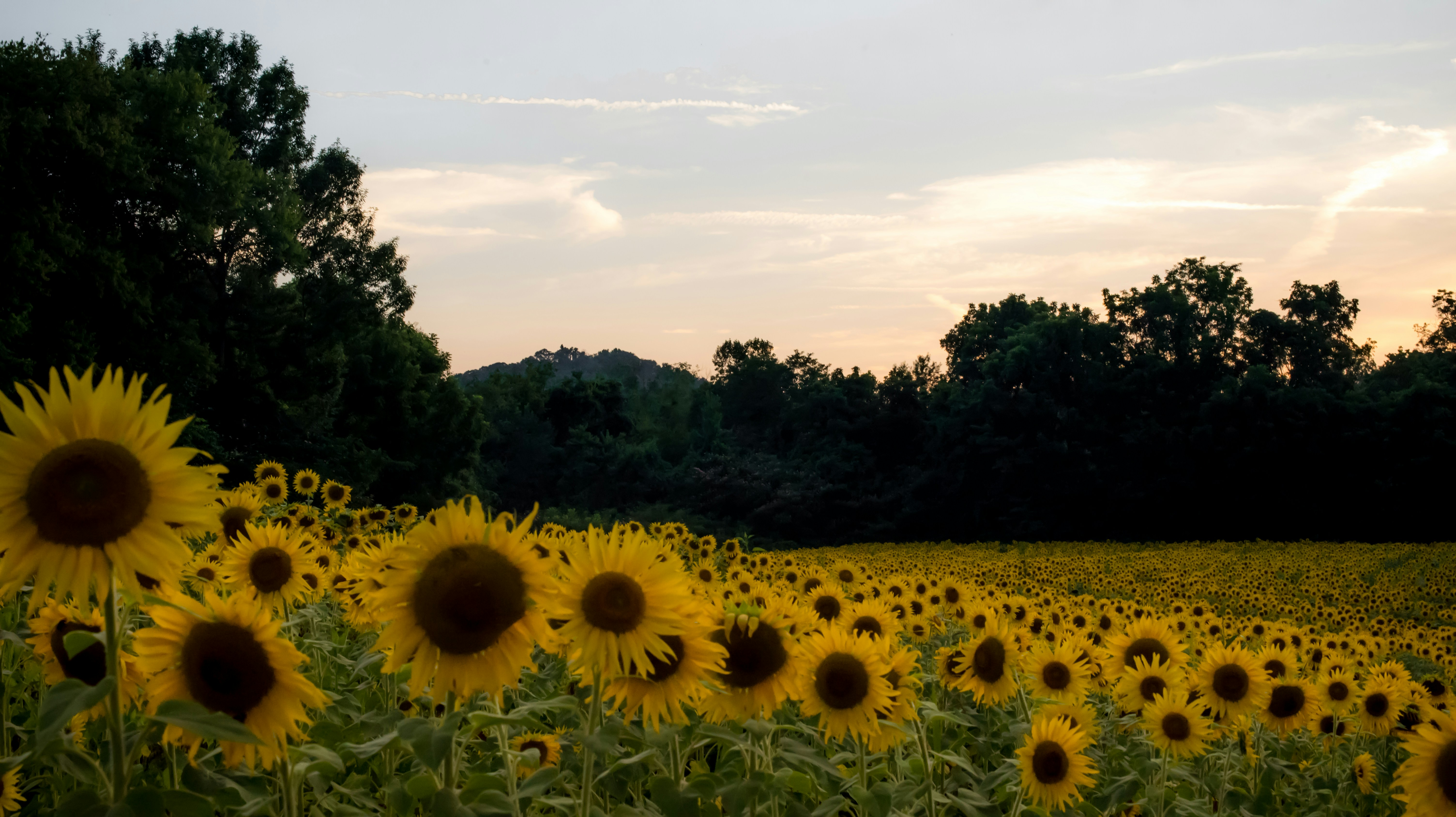 Edge of Dusk: Golden Sunflowers Stand Guard Over a Quiet Field