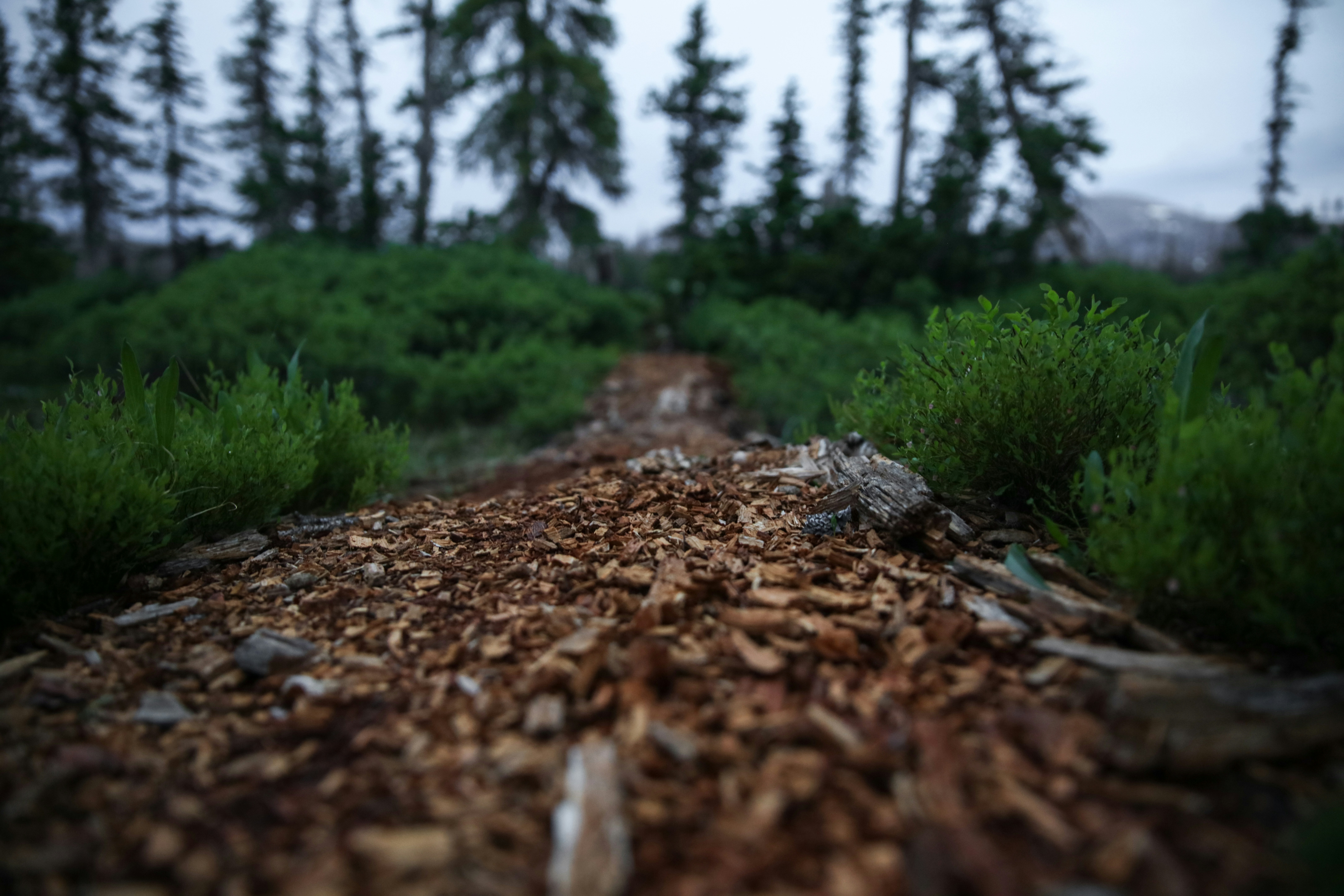 Pebble-Rugged Trail Through a Quiet Pine Corridor