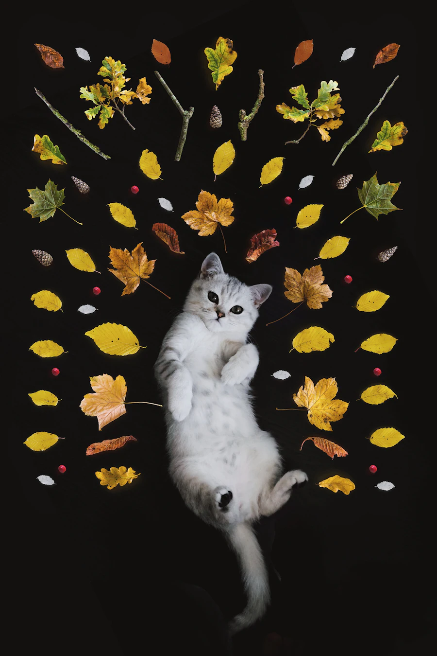 A fluffy white-and-gray kitten lies on its back surrounded by a circular arrangement of yellow, orange, and green autumn leaves on a black background.