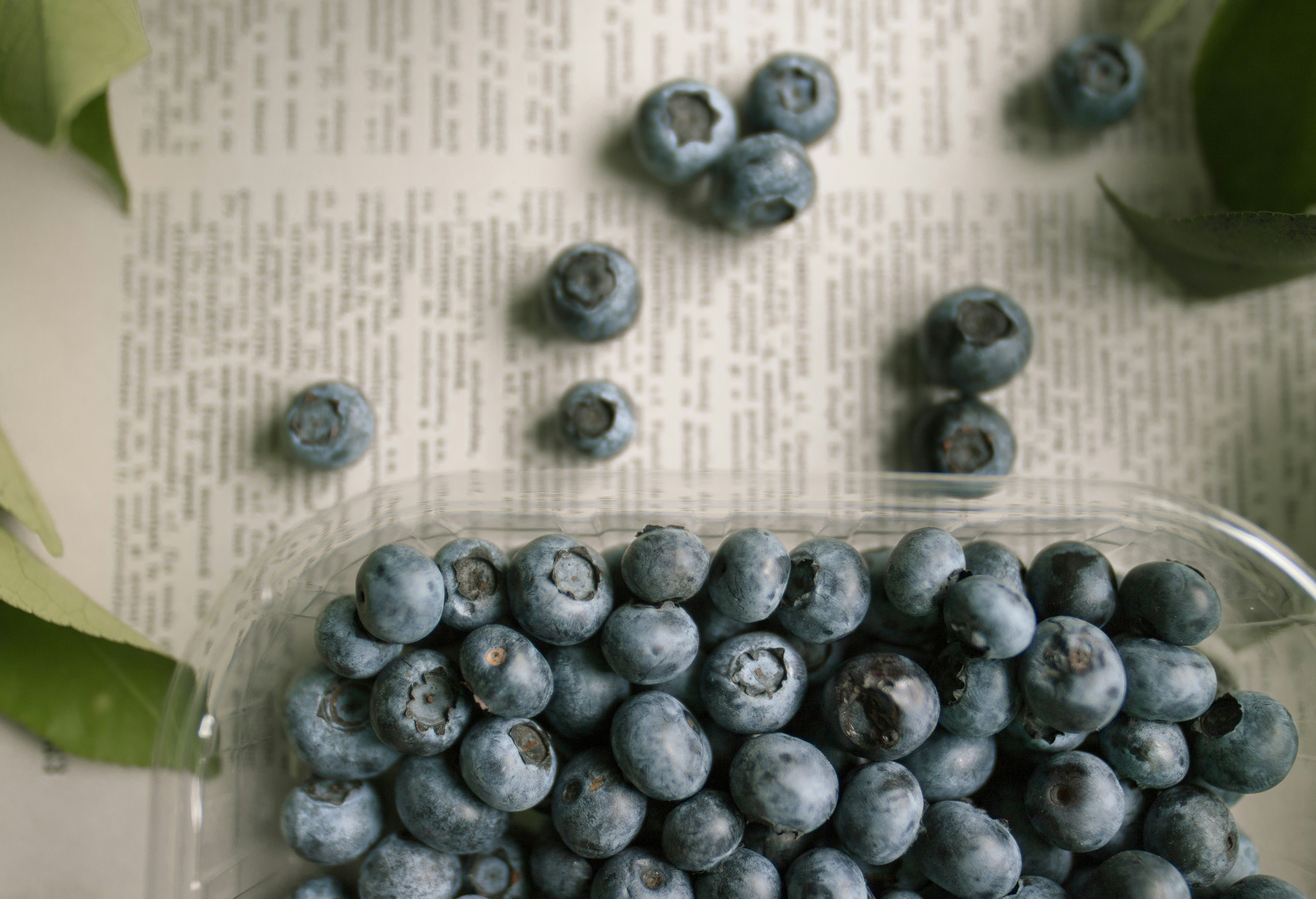 Fruits ronds noirs sur textile blanc photo – Photo Gris Gratuite sur ...