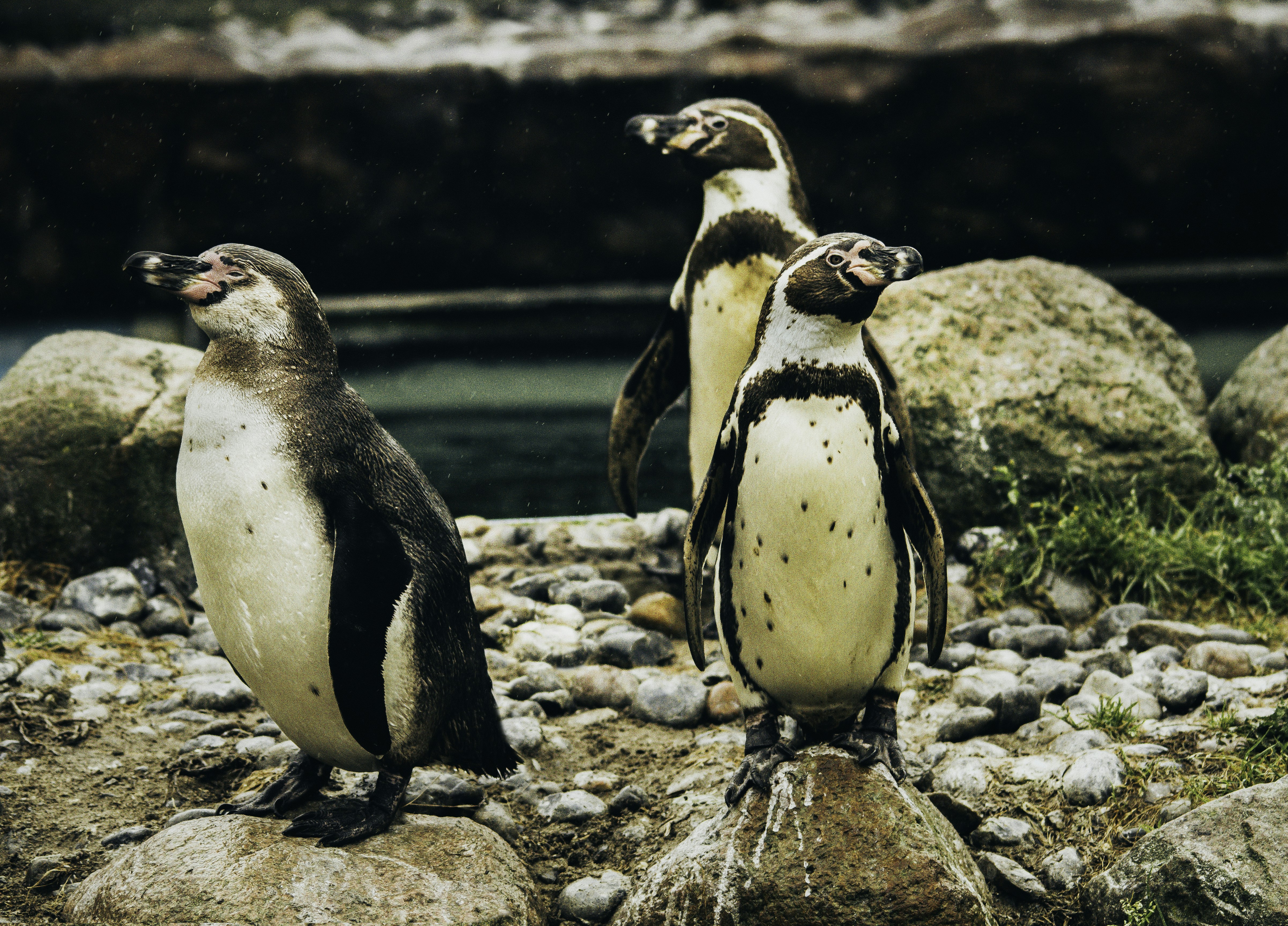 Three penguin standing on rocks photo – Free Sea Image on Unsplash