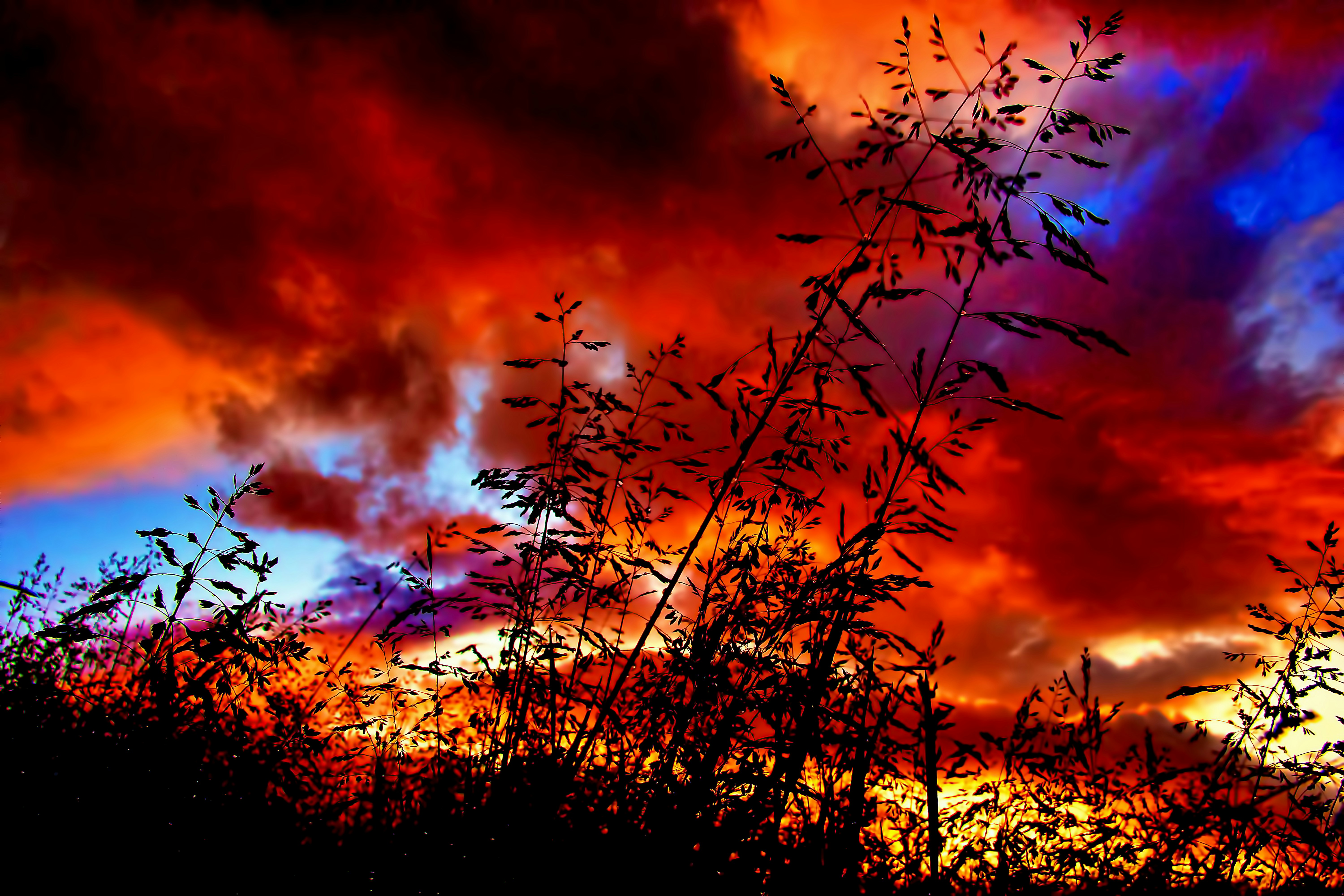 A dramatic photograph of fiery orange clouds behind dark silhouettes of tall grasses at dusk.