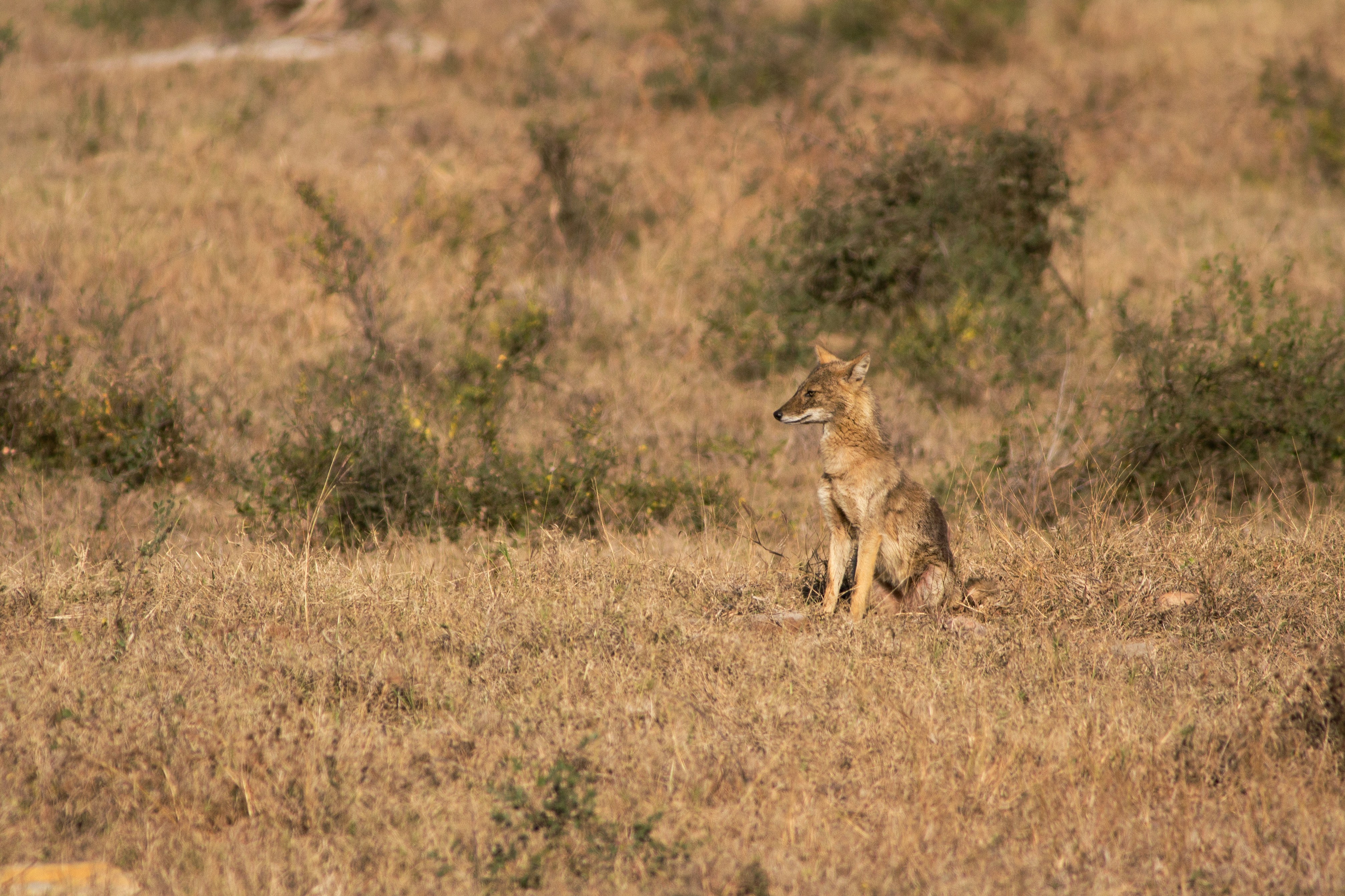 Fox sitting in a field of dry grass and sparse shrubs under a clear sky.