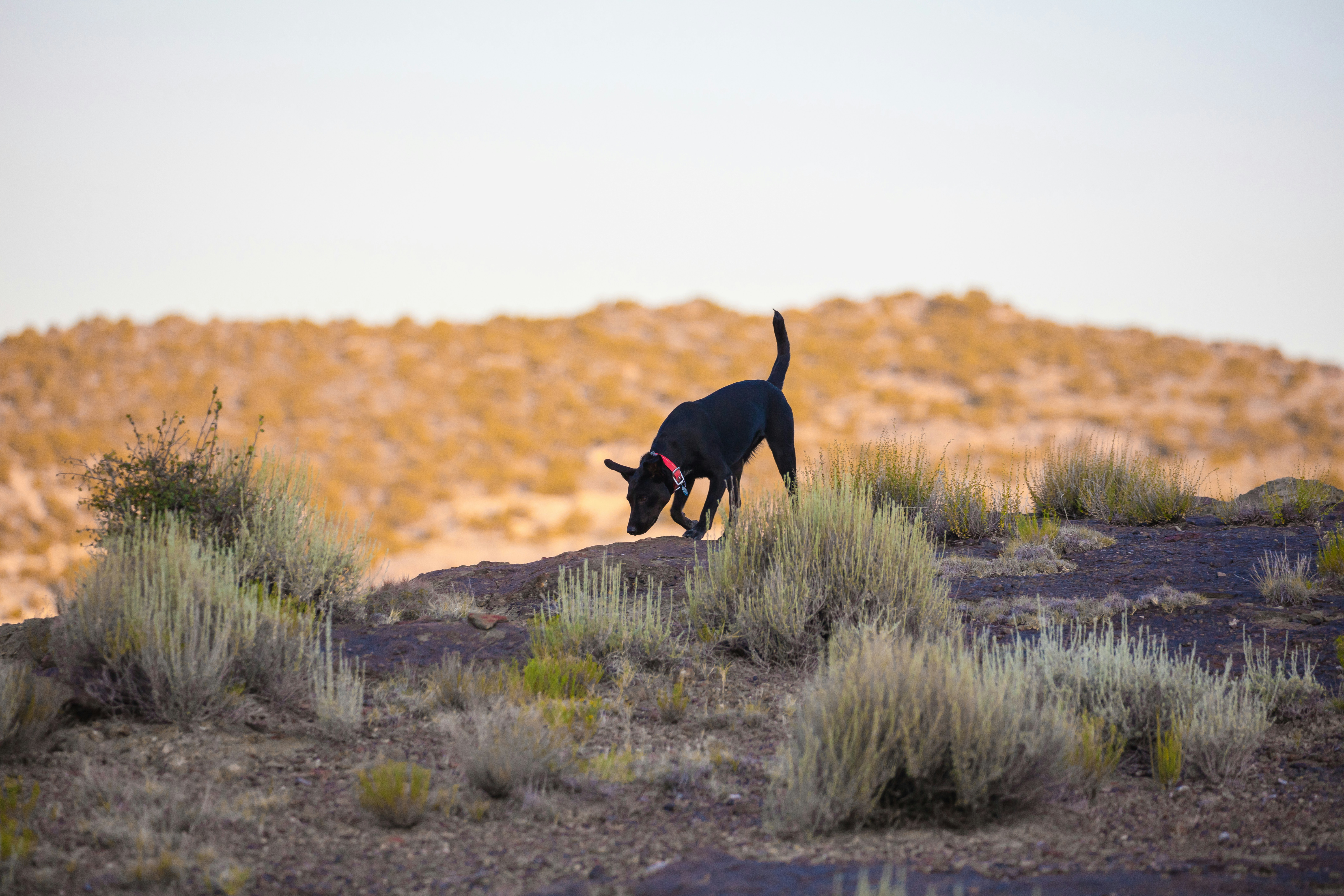 Black Dog in a Desert Scrub Under a Clear Sky