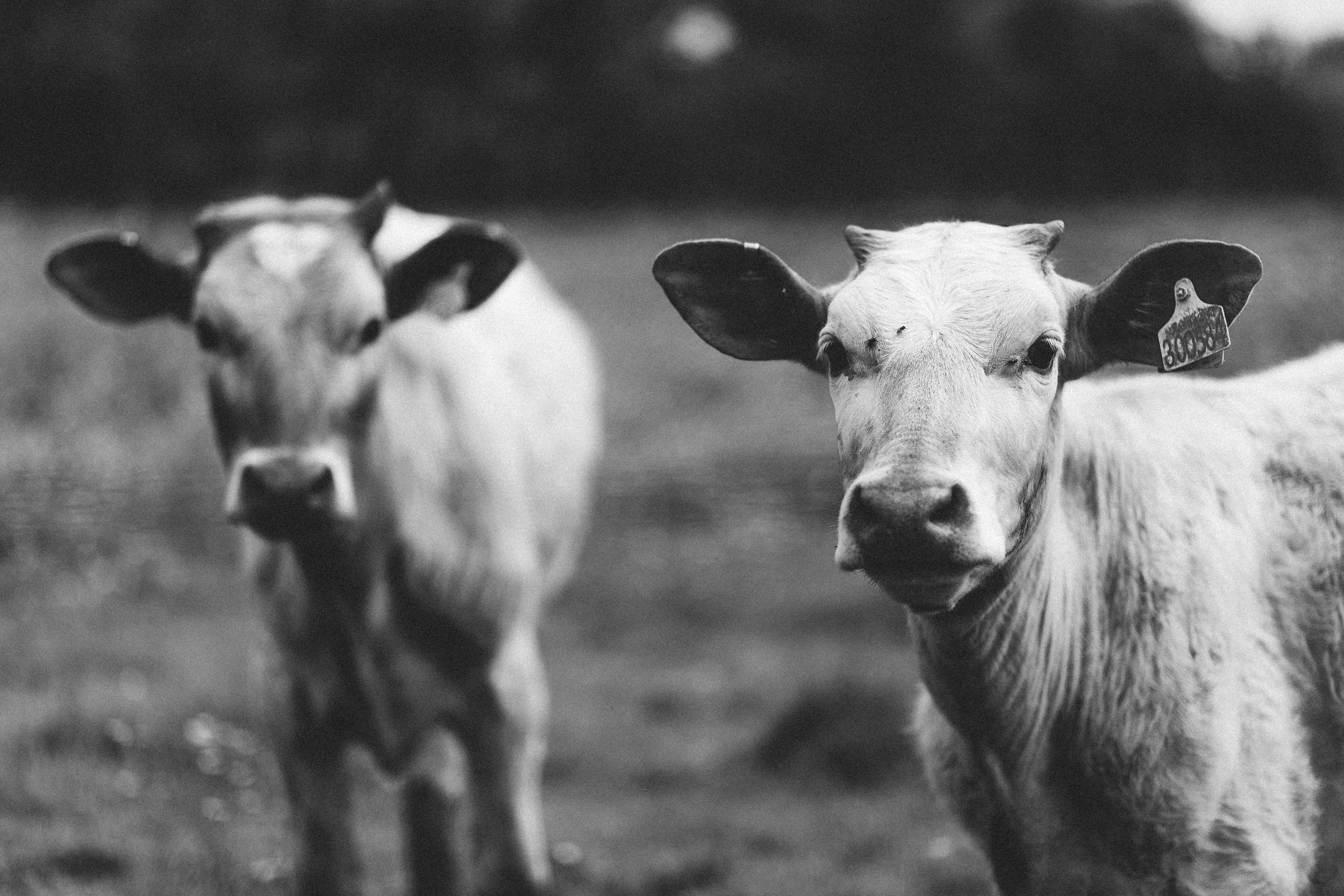 Two young calves with ear tags stand in a grassy field, captured in black and white. Their expressions reflect curiosity and innocence.
