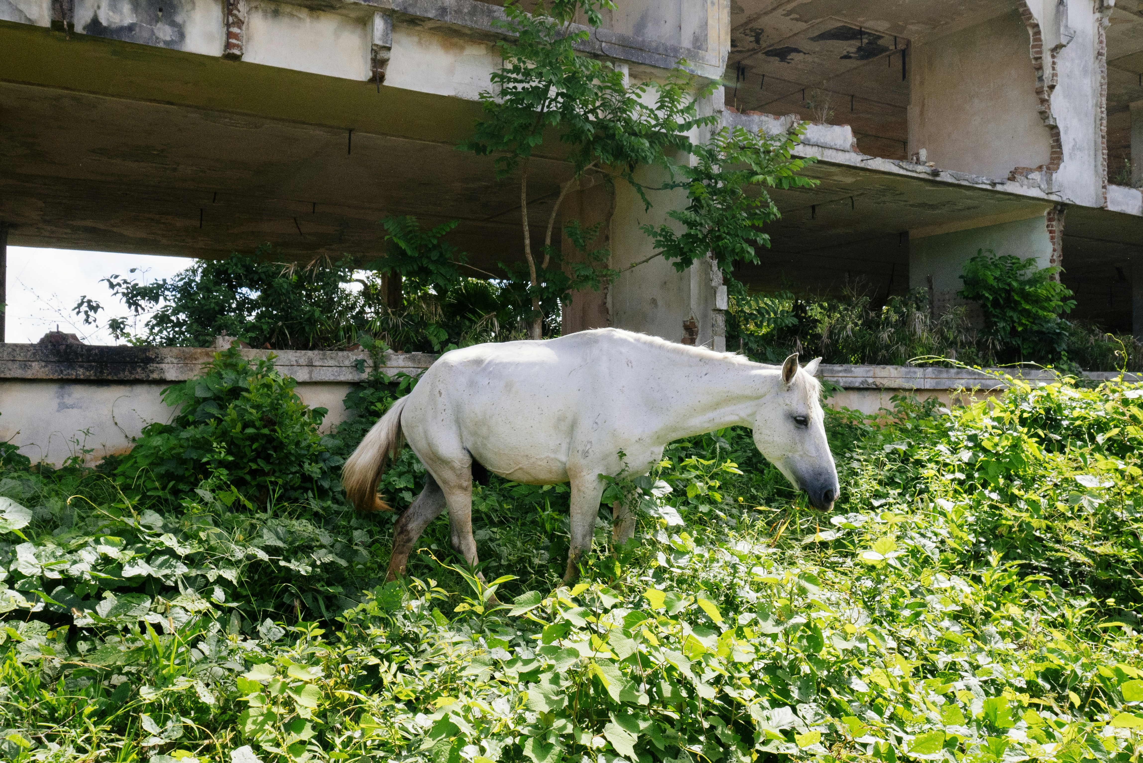 Susan Yin (@syinq) on Unsplash | Tree, Forest, Person, Architecture, Water