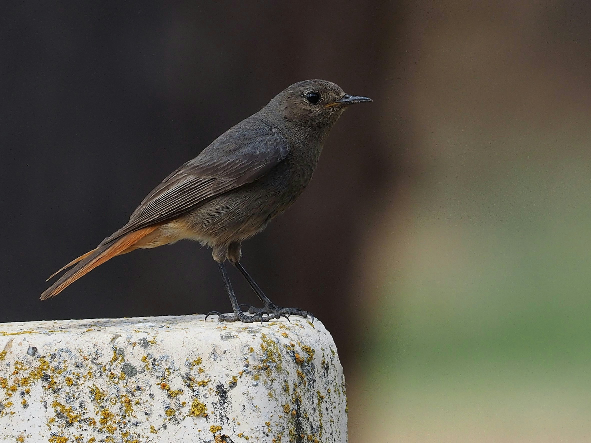 Small Bird Pictures | Download Free Images on Unsplash