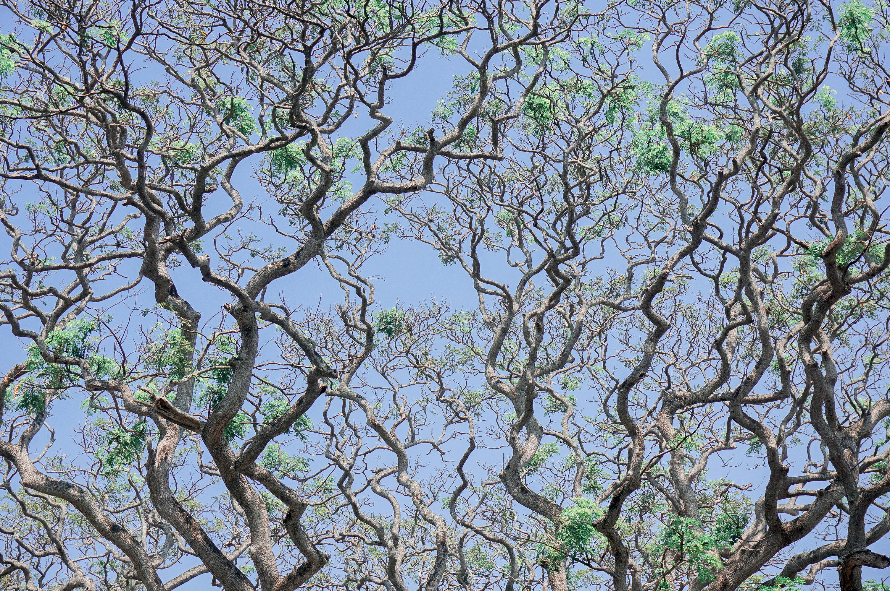 Twisted branches of a tree weave against a clear blue sky, showcasing the delicate interplay of nature's forms. Fresh green leaves punctuate the intricate patterns.