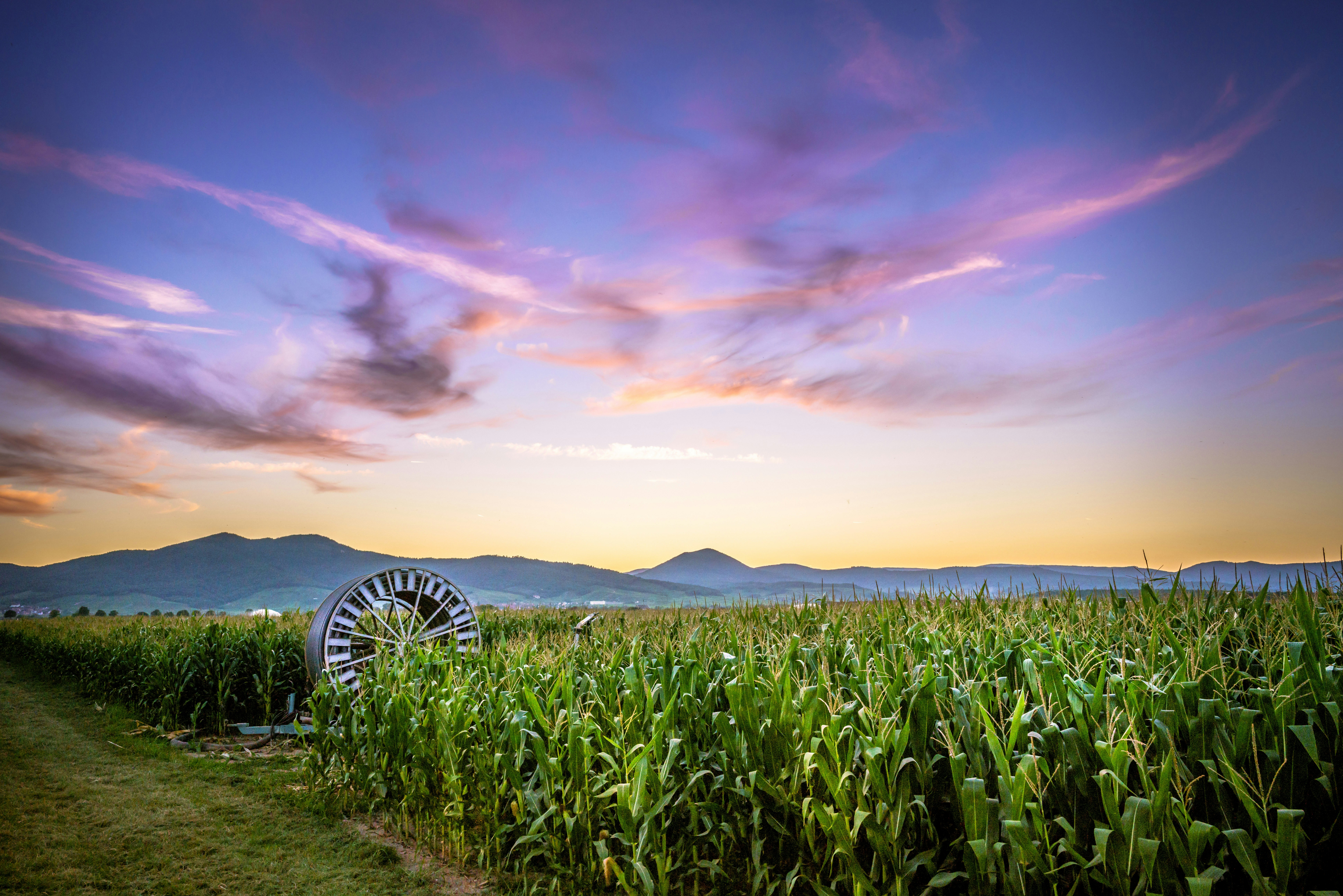 Irrigated Horizon: A Field of Corn under a Painted Evening Sky