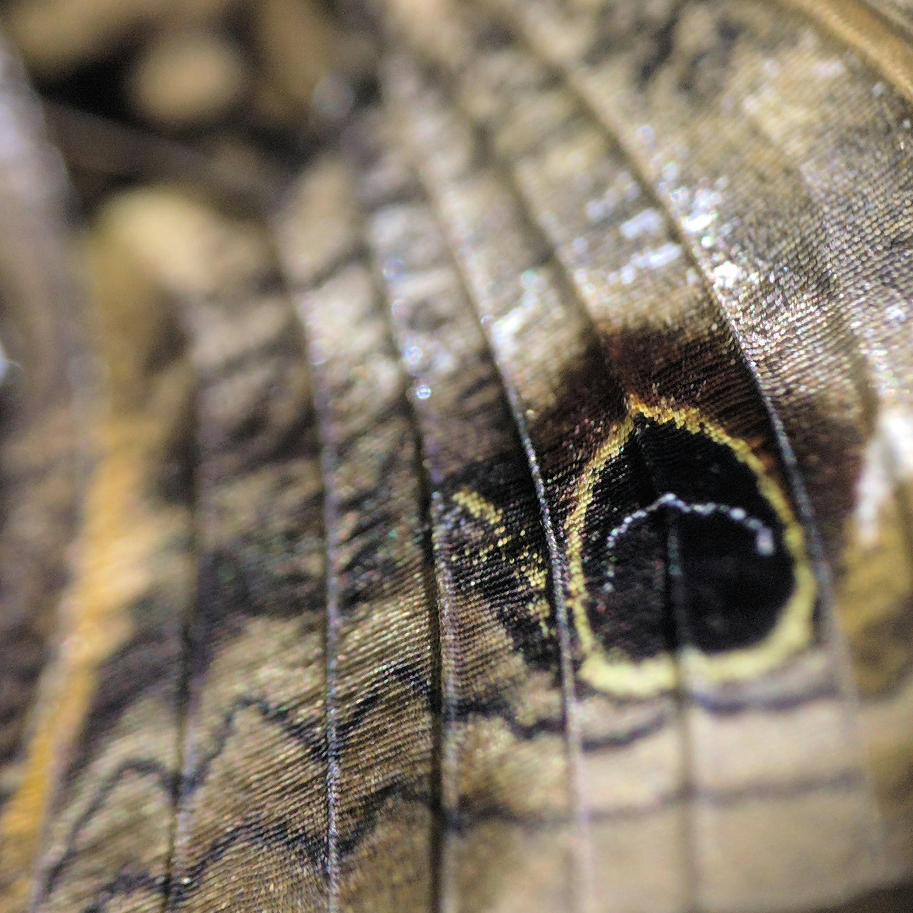 Macro photograph of a butterfly wing showing an eye-spot with concentric rings and textured scales.