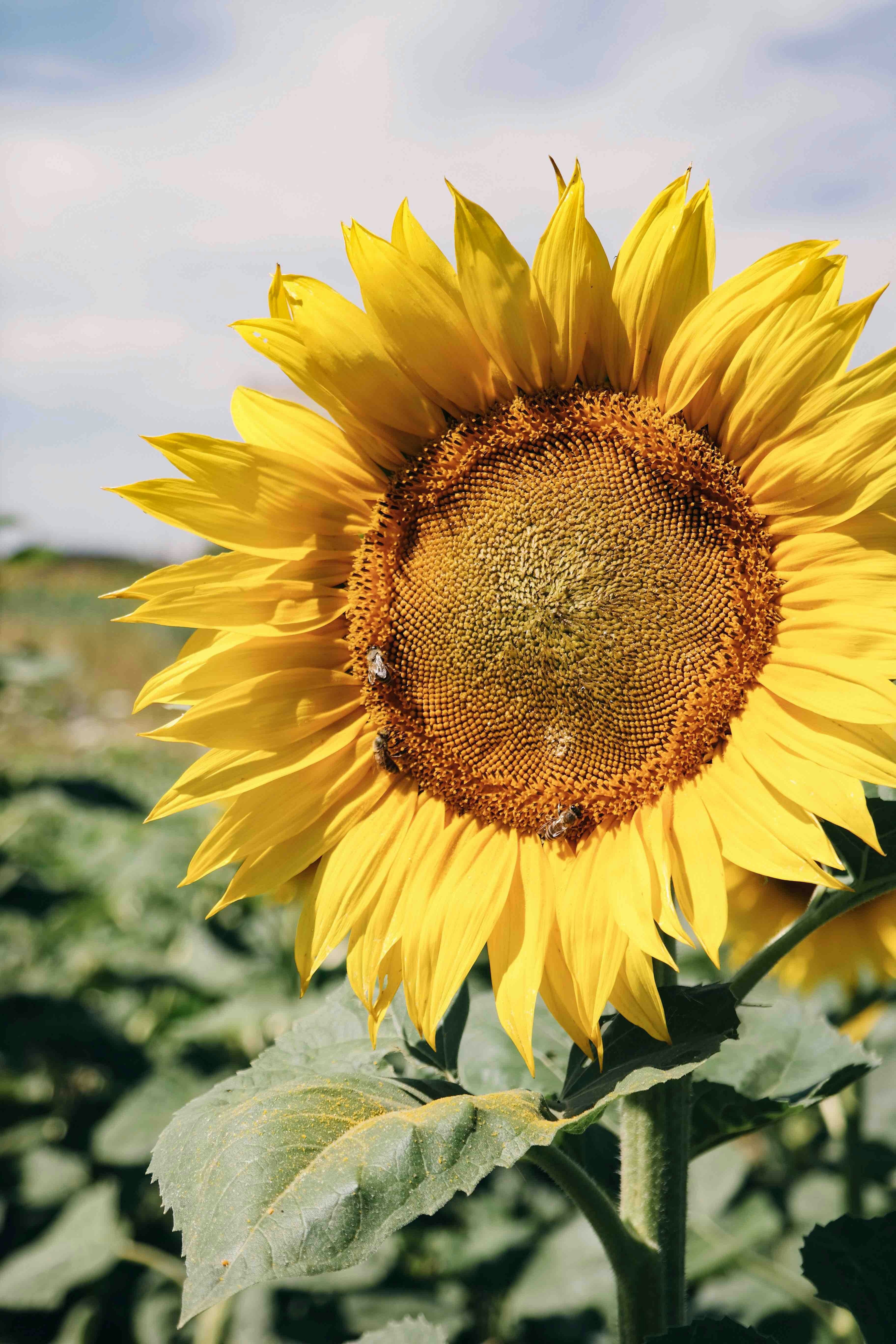 Green pine trees under blue sky during daytime photo – Free Blue Image ...