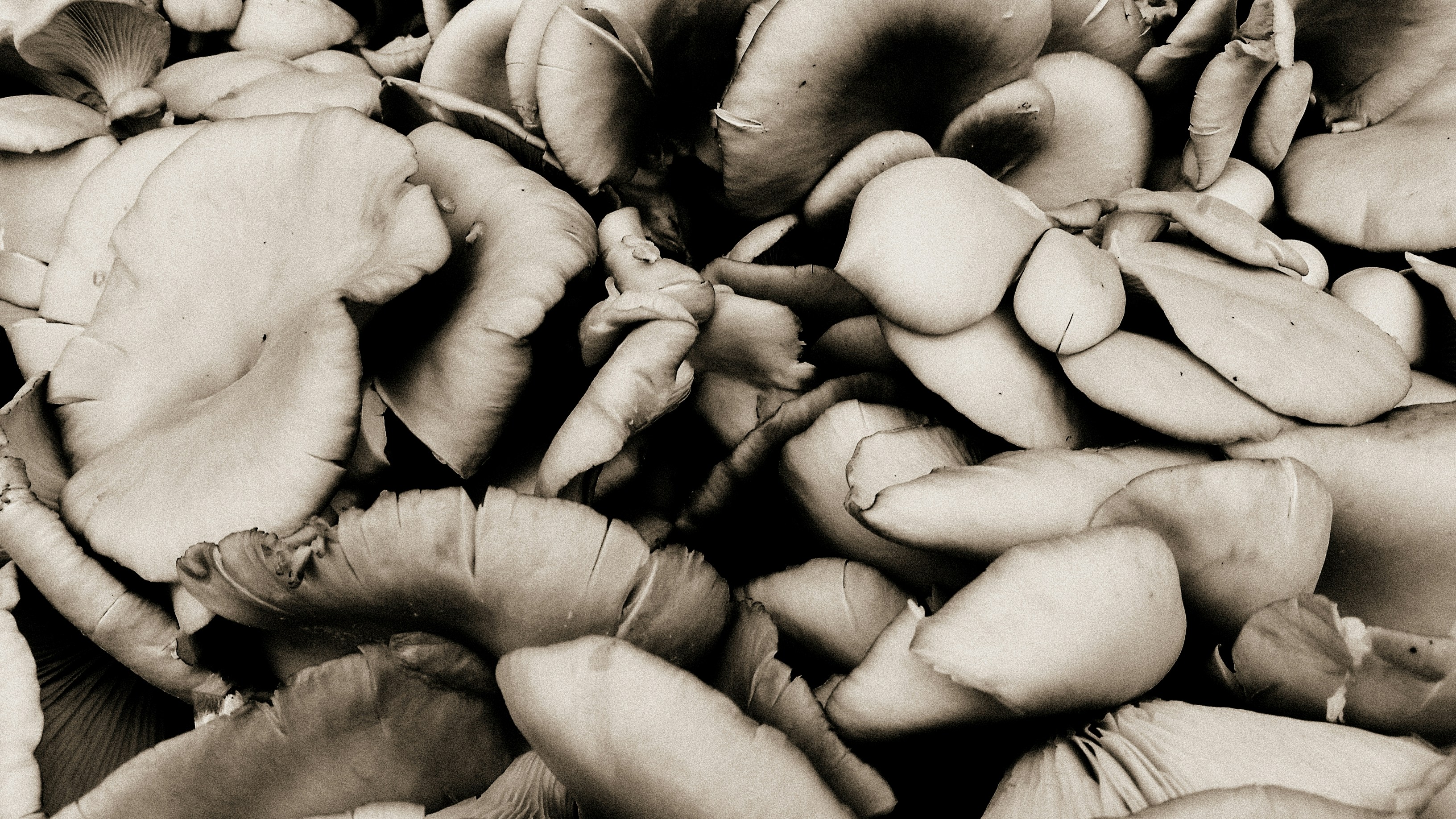 Close-up of oyster mushrooms in a detailed, monochromatic arrangement.