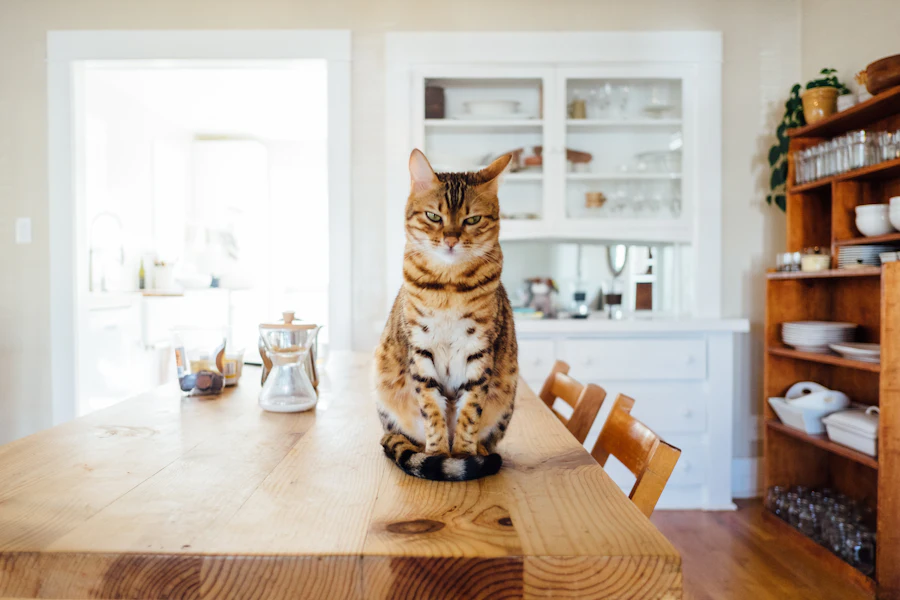 A tabby cat sits upright on a wooden dining table in a bright kitchen, with open shelving and a sunlit doorway behind it.