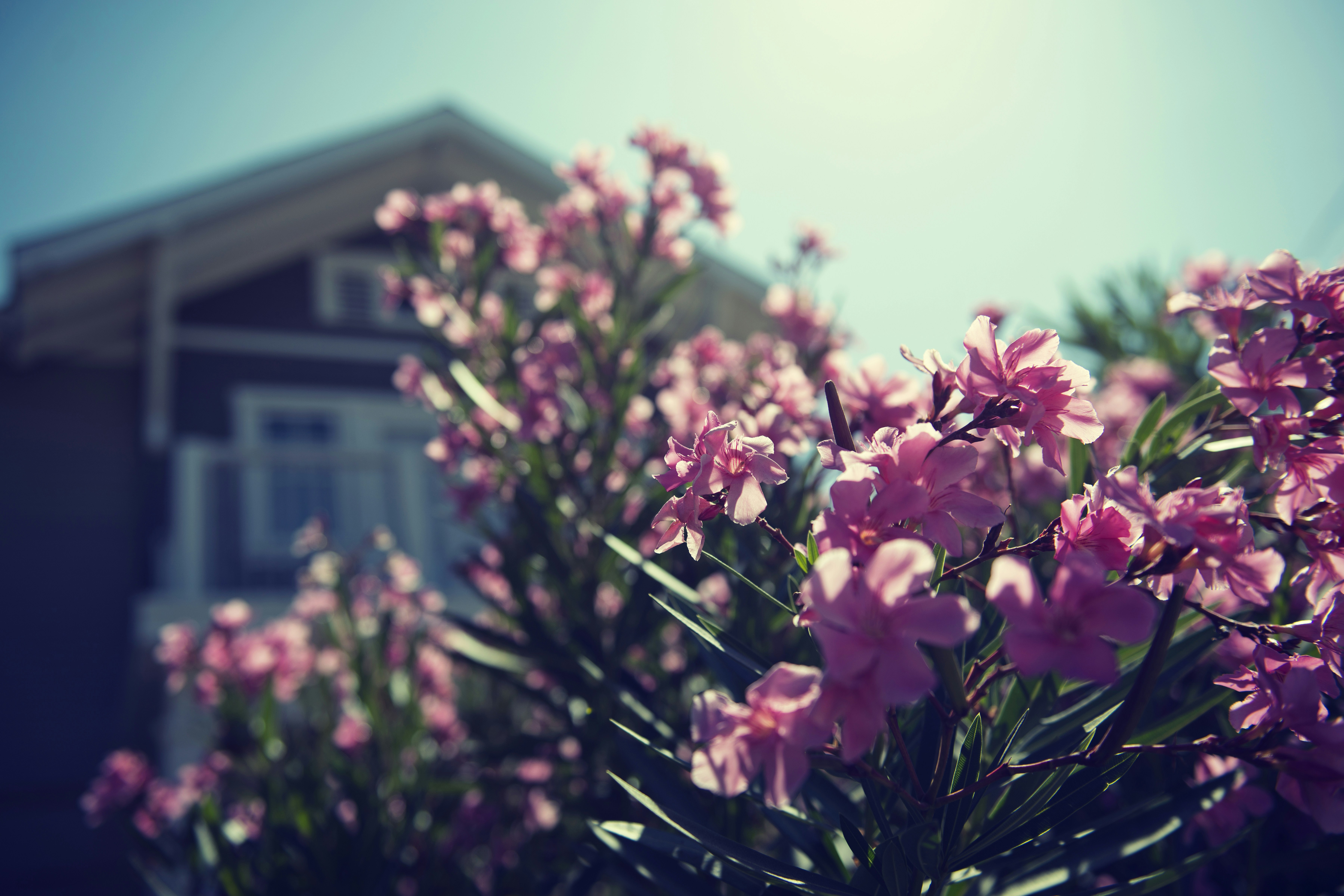 Pink Blooms Facing the Quiet House