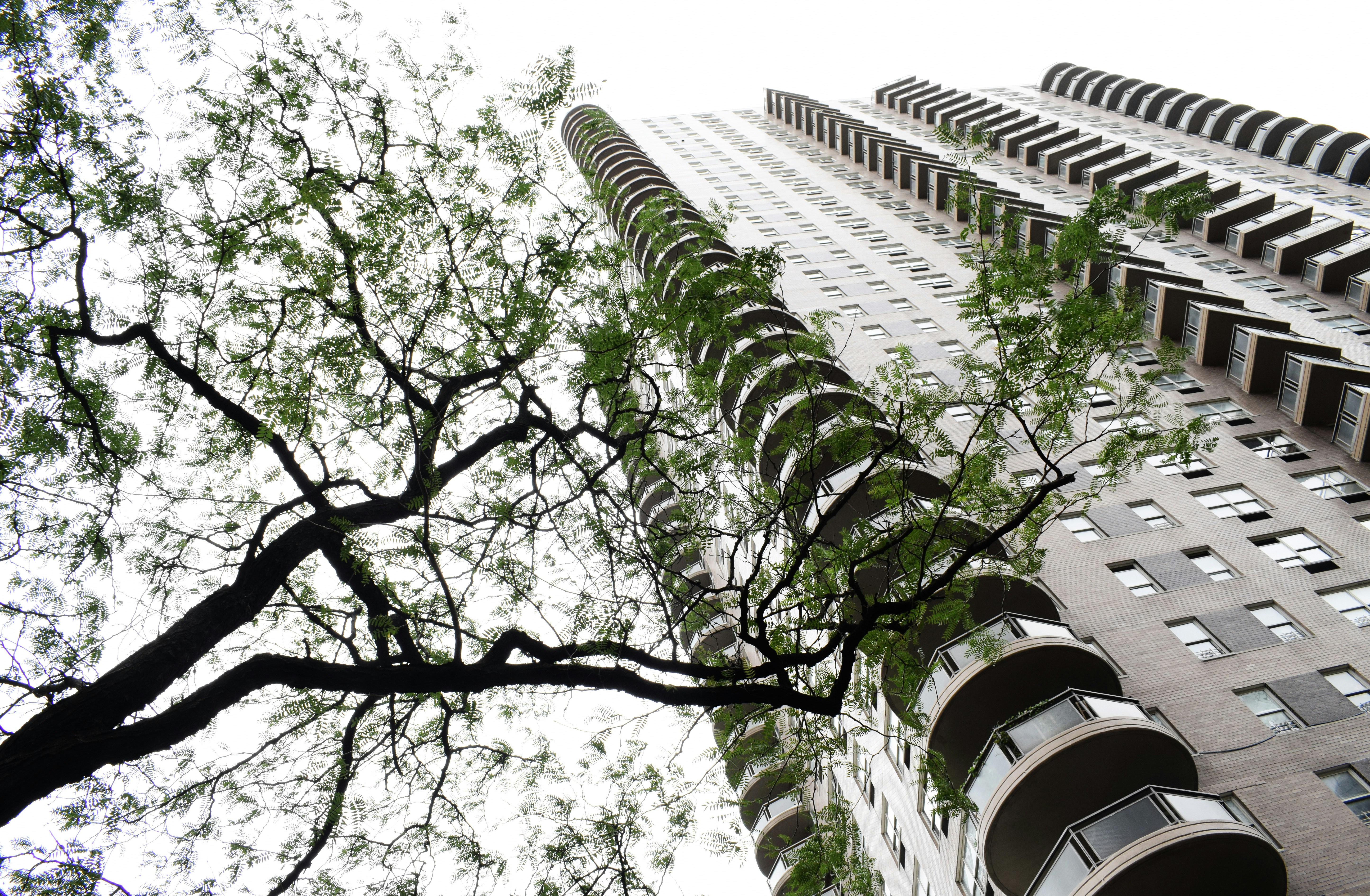 Branching Towards Sky: Urban Tower and Tree in a Tilted Span