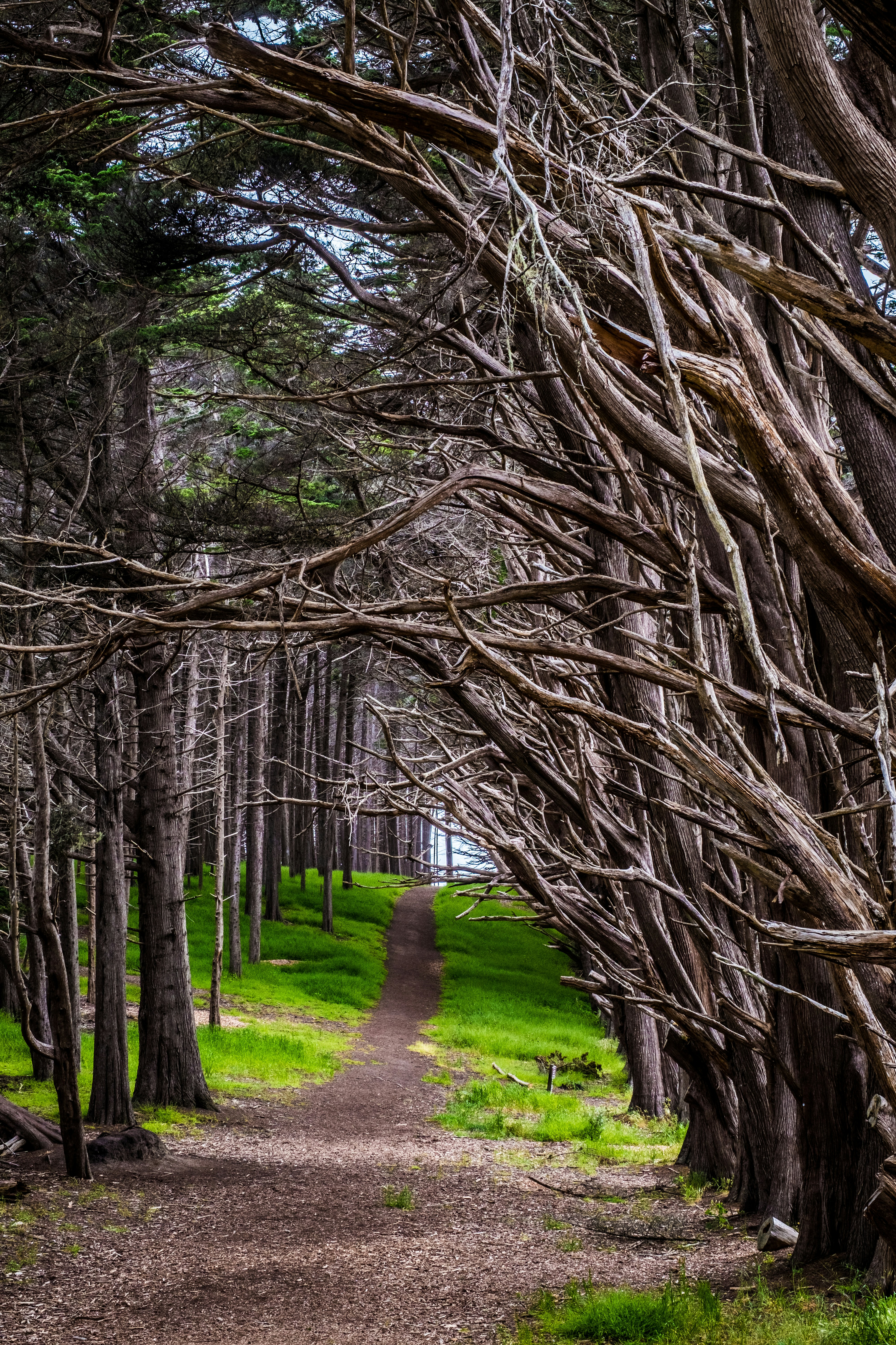 Living Tunnel: A Pine-Arched Path Toward Morning Light