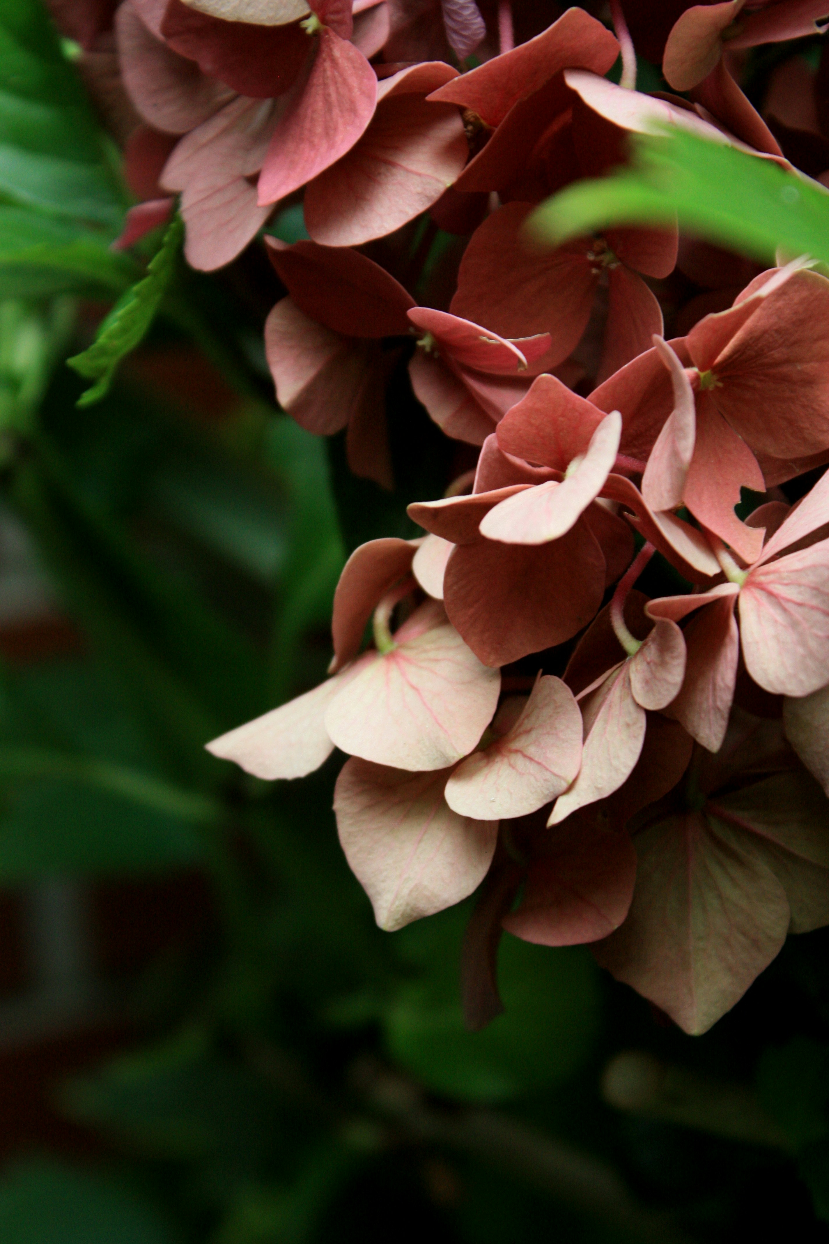Hydrangea Bloom in Soft Focus Rouge