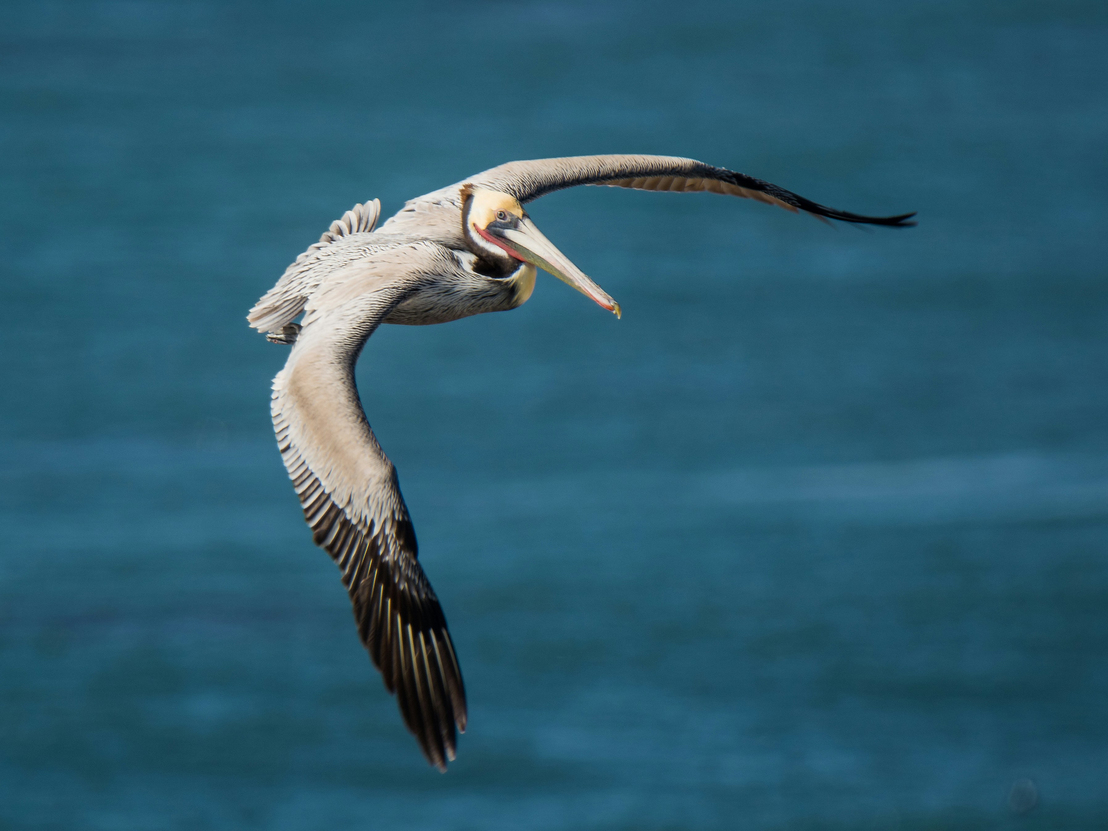 Shallow focus photography of flying bird photo – Free Animal Image on ...