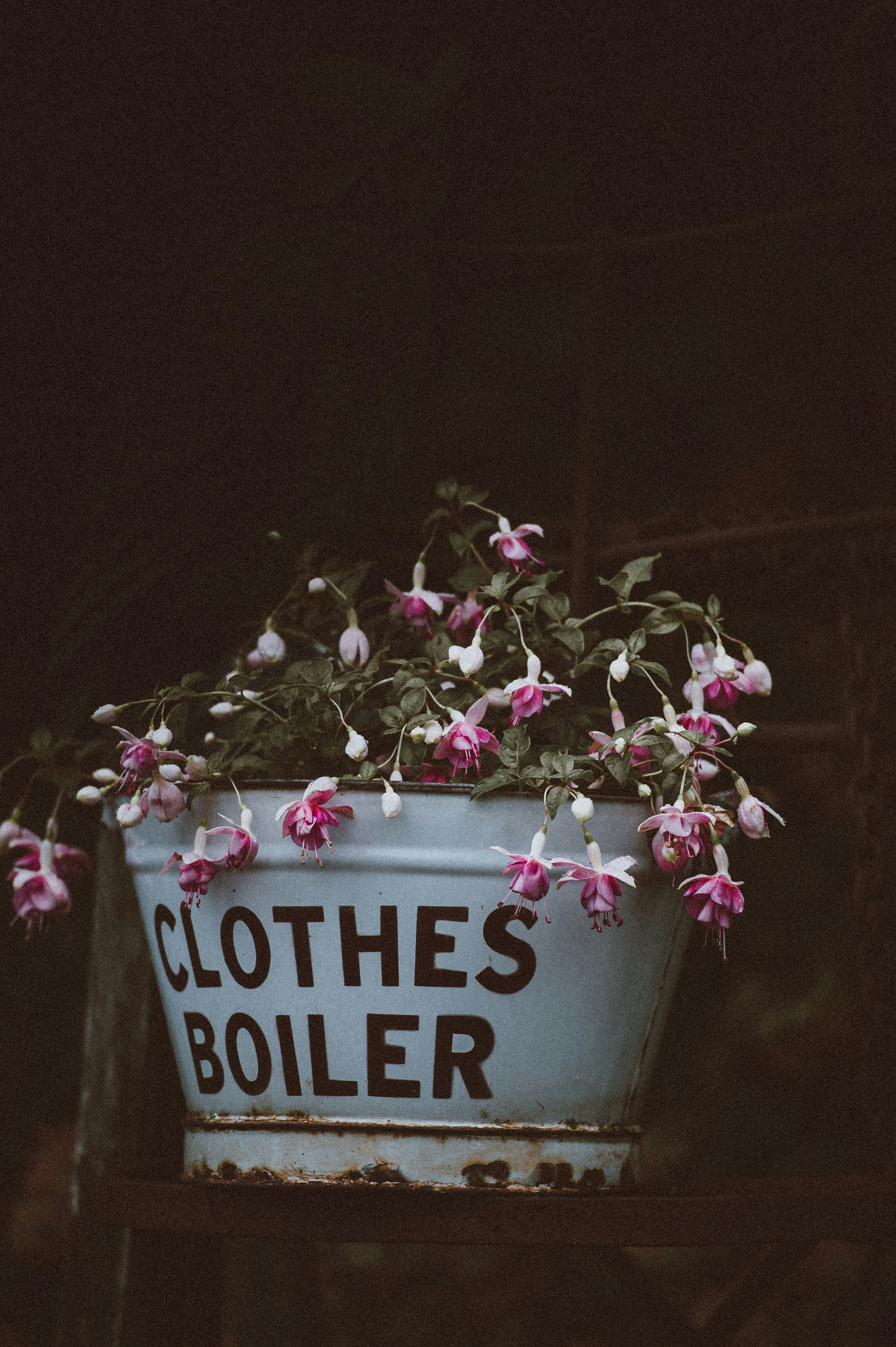 Fuchsia Falls into a Vintage Blue Clothes Boiler