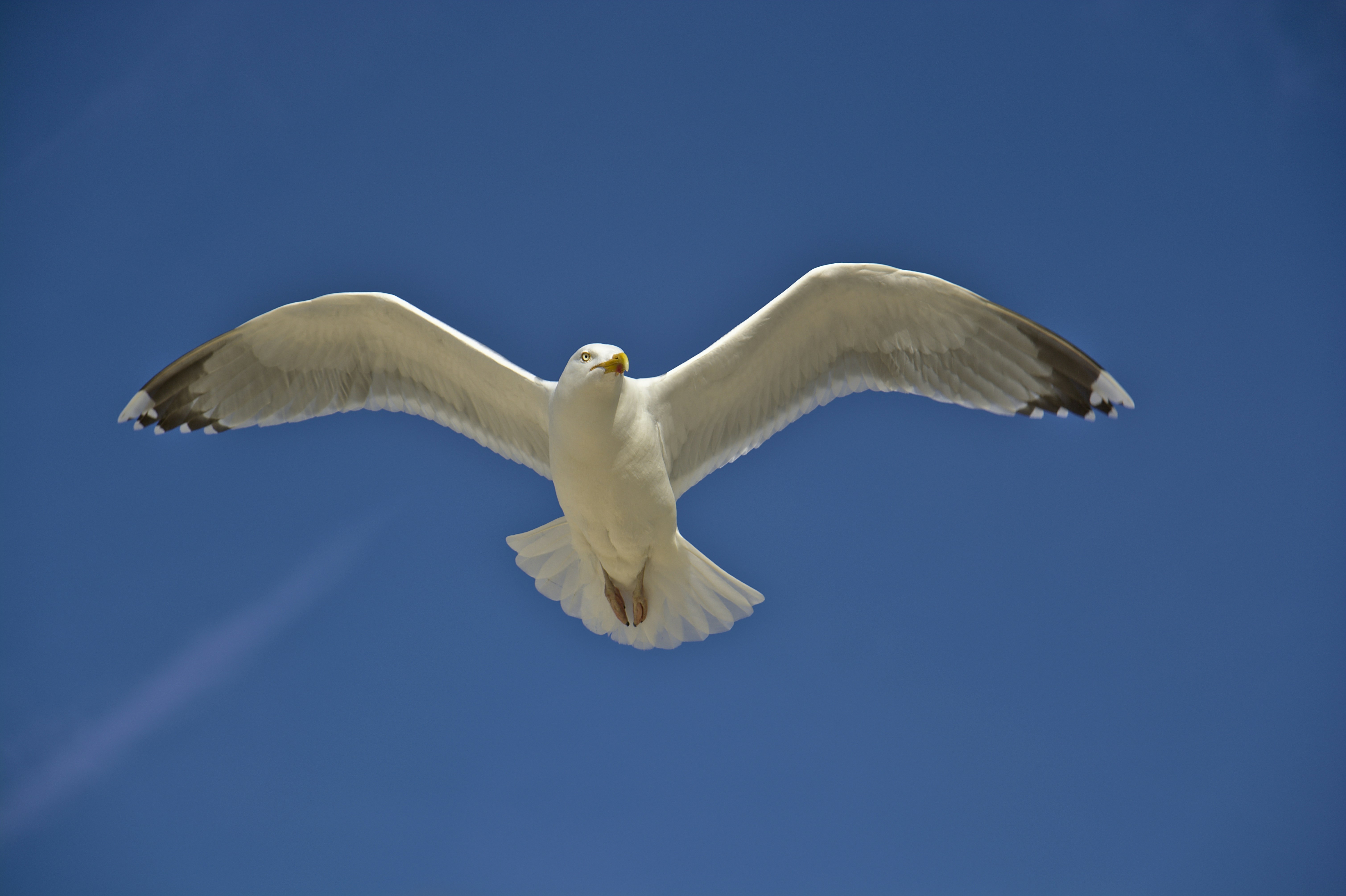 holiday at the sea | white bird spreading its wings