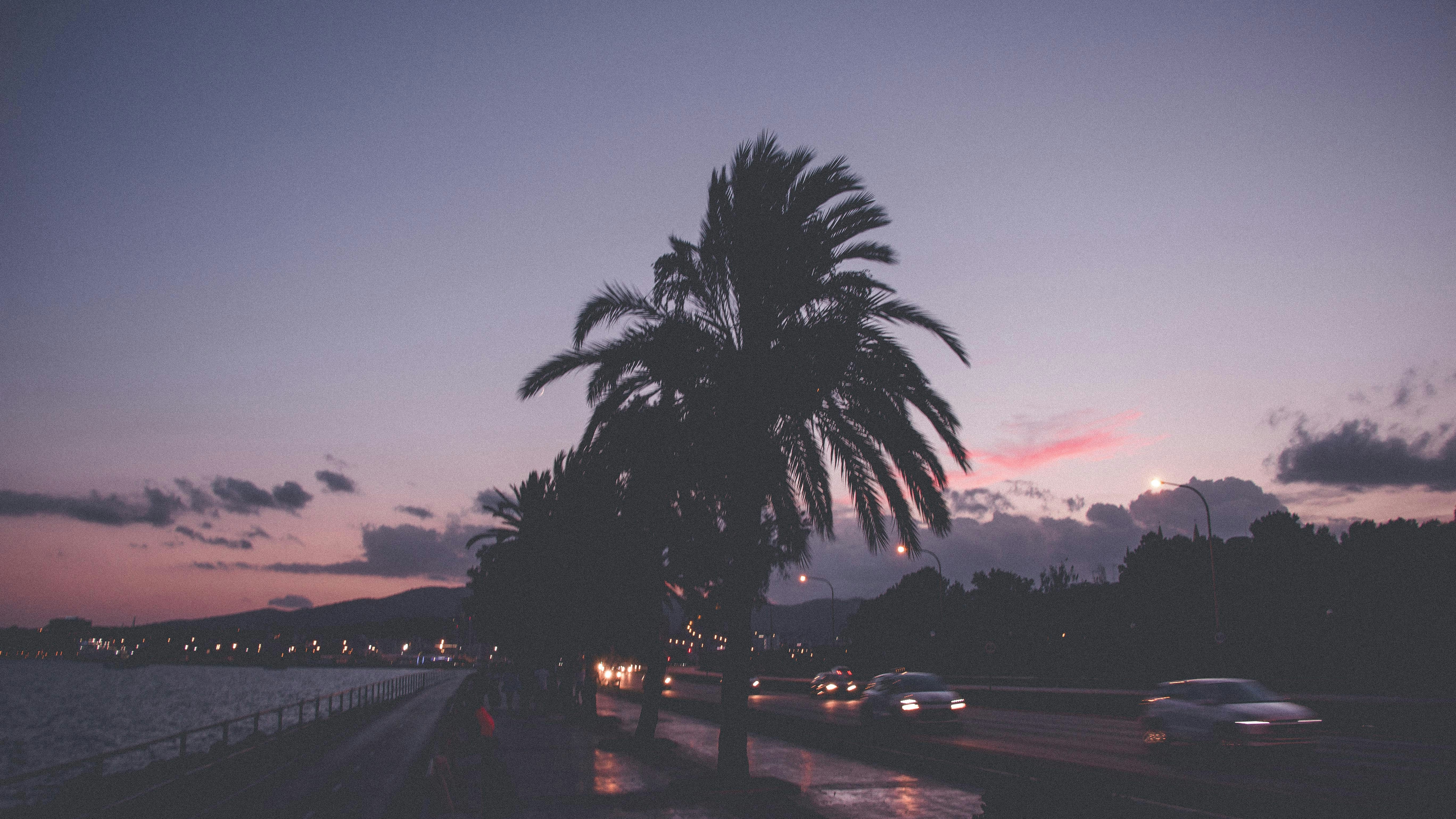 Palm trees silhouetted against a pastel sunset sky with blurred car lights on a coastal road.