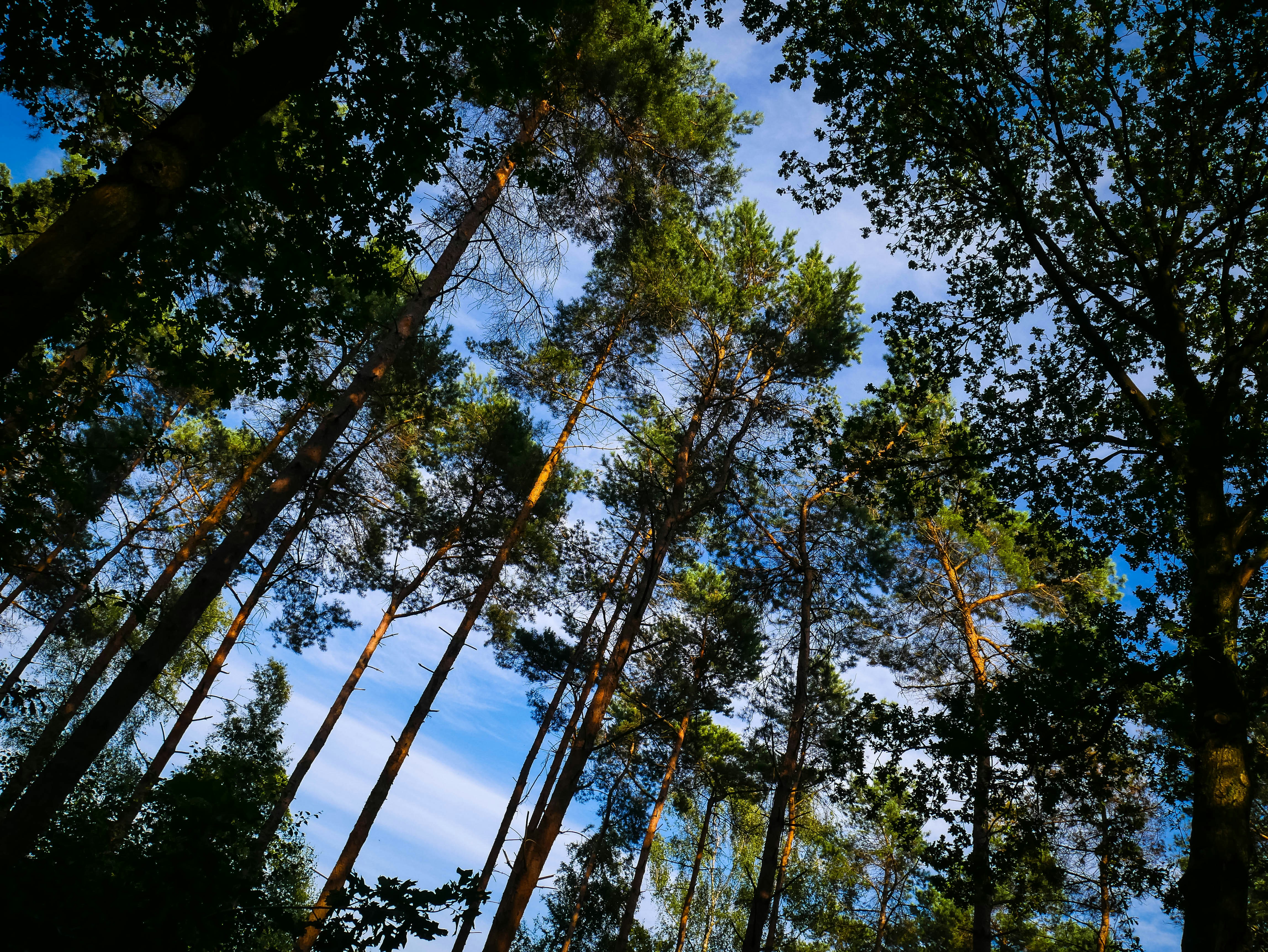 Sky Through the Pines: A Vertical Forest's Narrow Azure Corridor