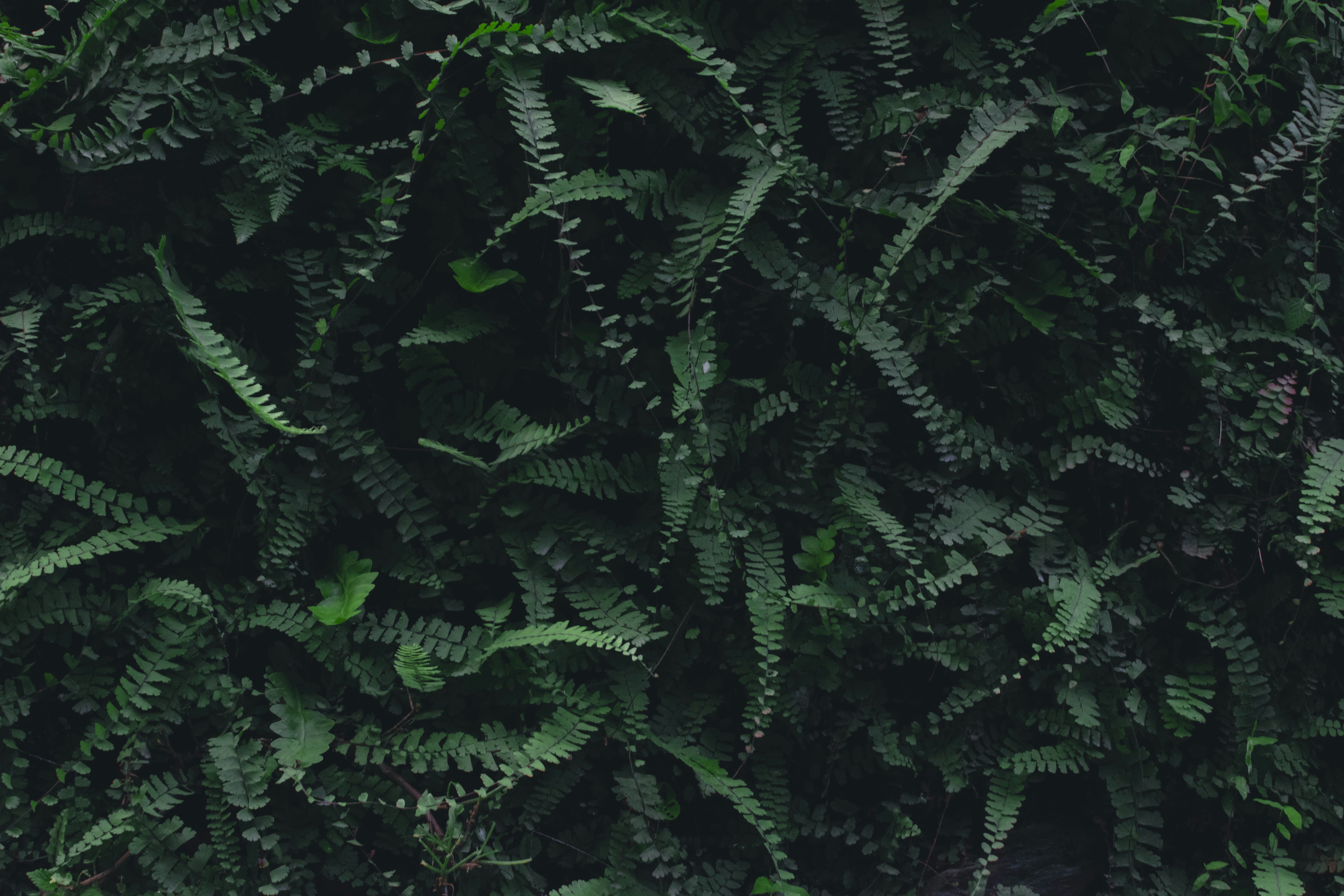 1500+ Plant Wallpaper Pictures | Download Free Images