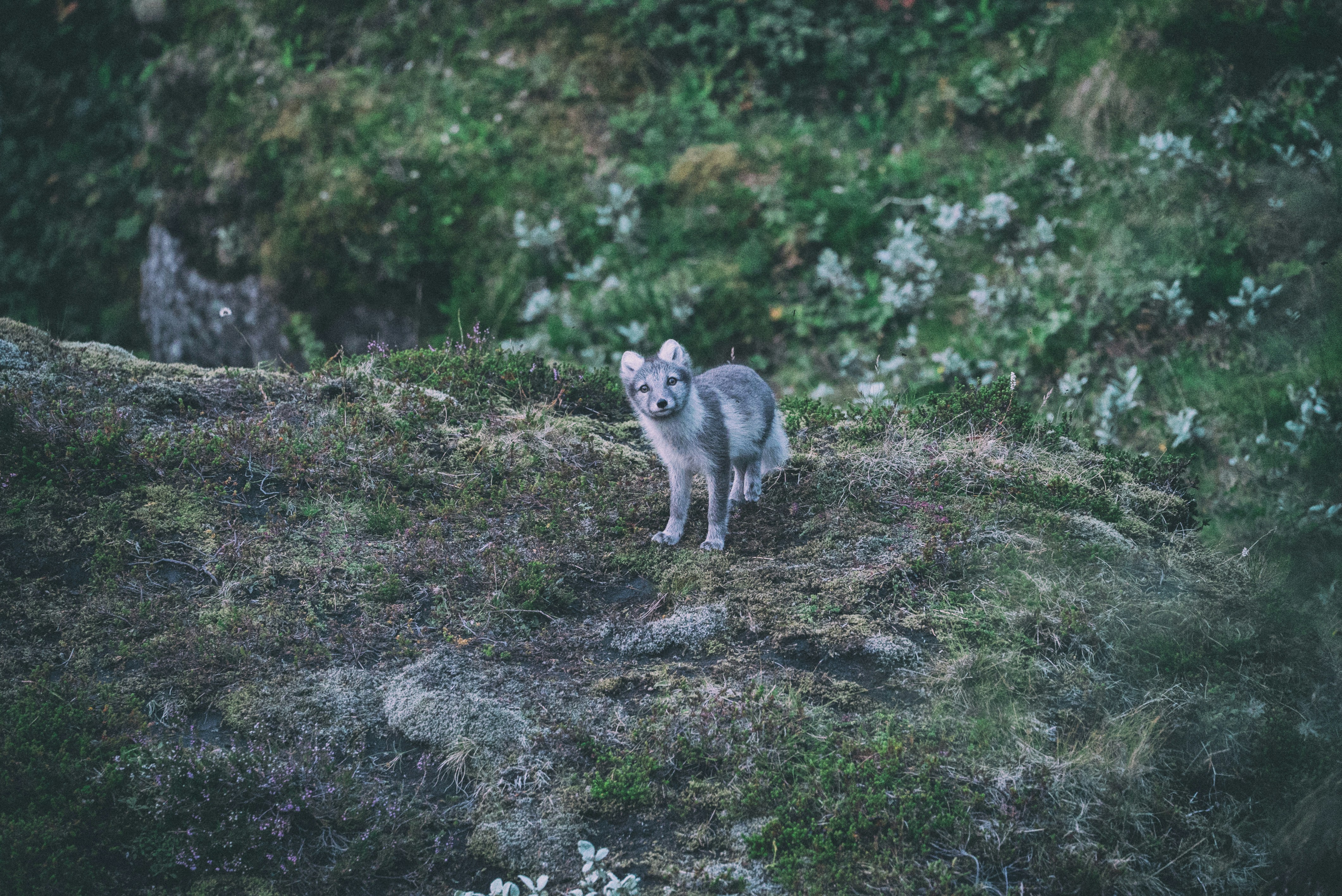 Gray and white fox on top of mountain photo – Free Iceland Image on ...