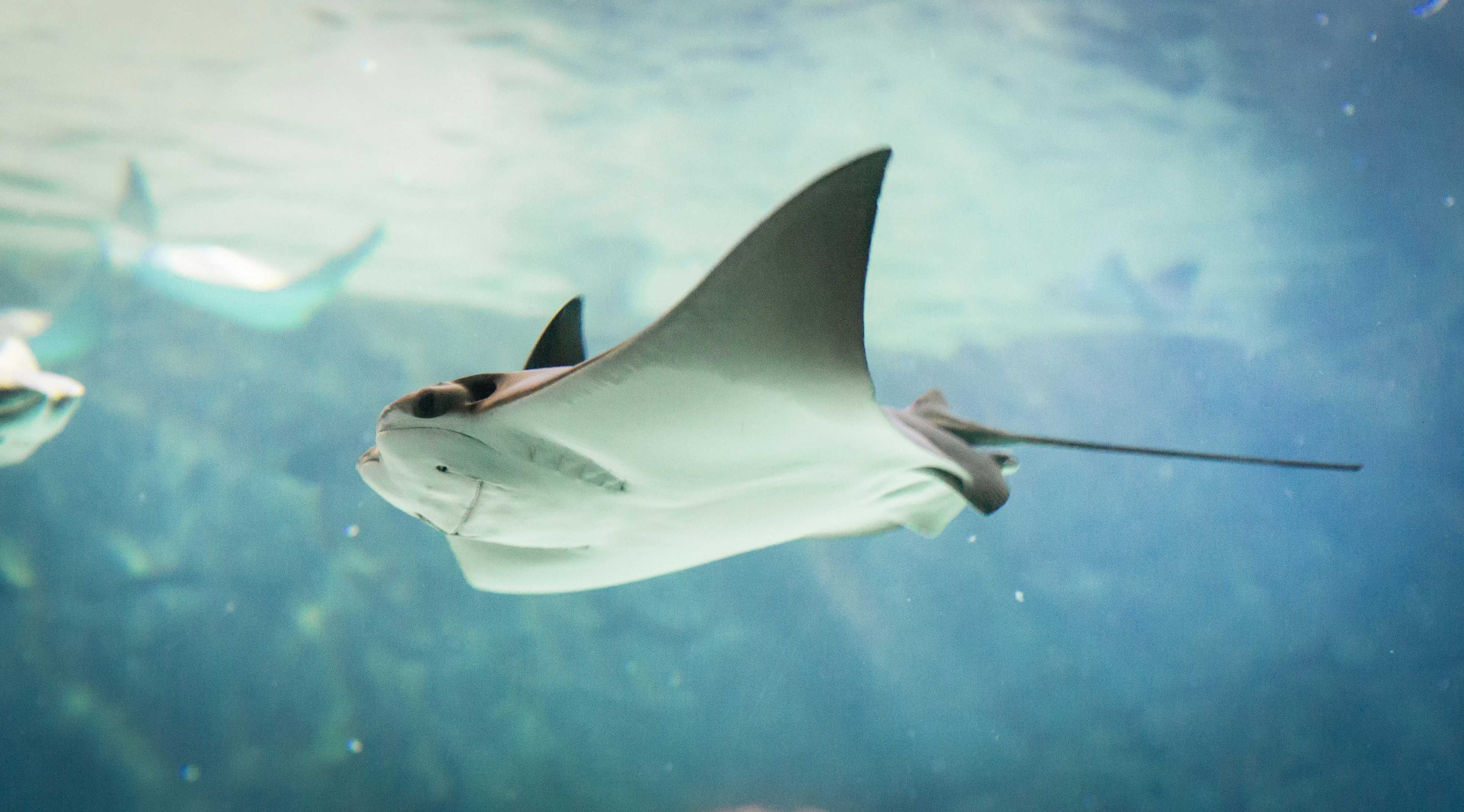 A stingray gliding effortlessly through the water, showcasing its elegant form and smooth movements against a blurred aquatic backdrop.