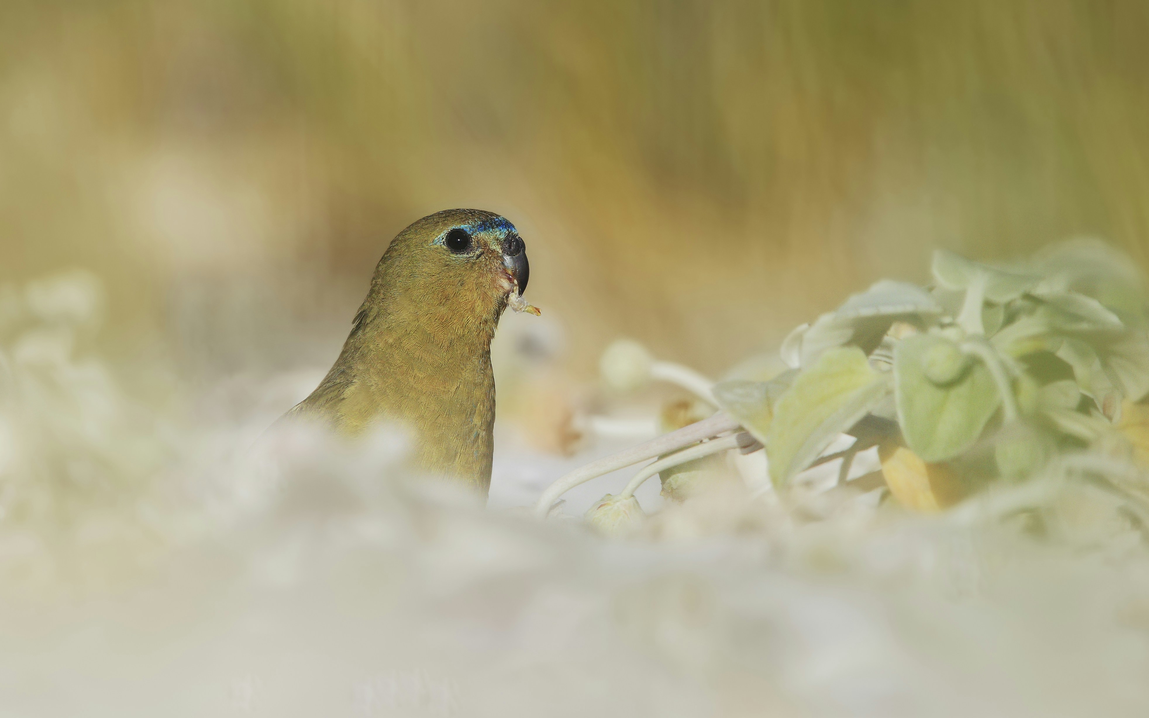 A vibrant bird peeks through a soft blur of foliage, showcasing its distinct features amidst a natural setting.